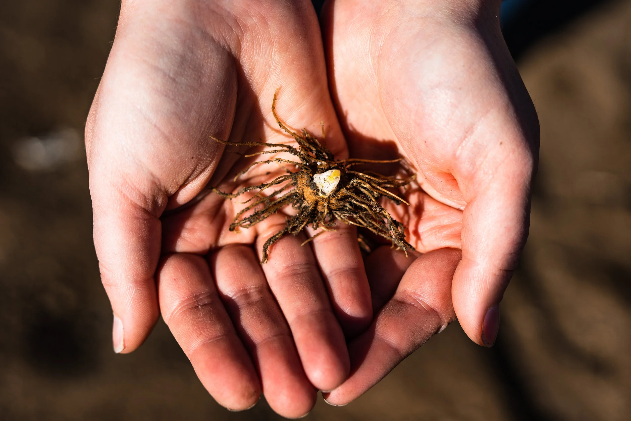 Pre-sprouting ranunculus & anemone corms — Sierra Flower Farm