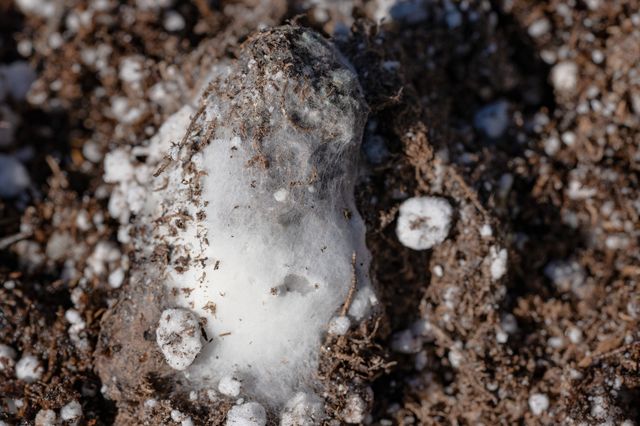 Pre-sprouting ranunculus & anemone corms — Sierra Flower Farm