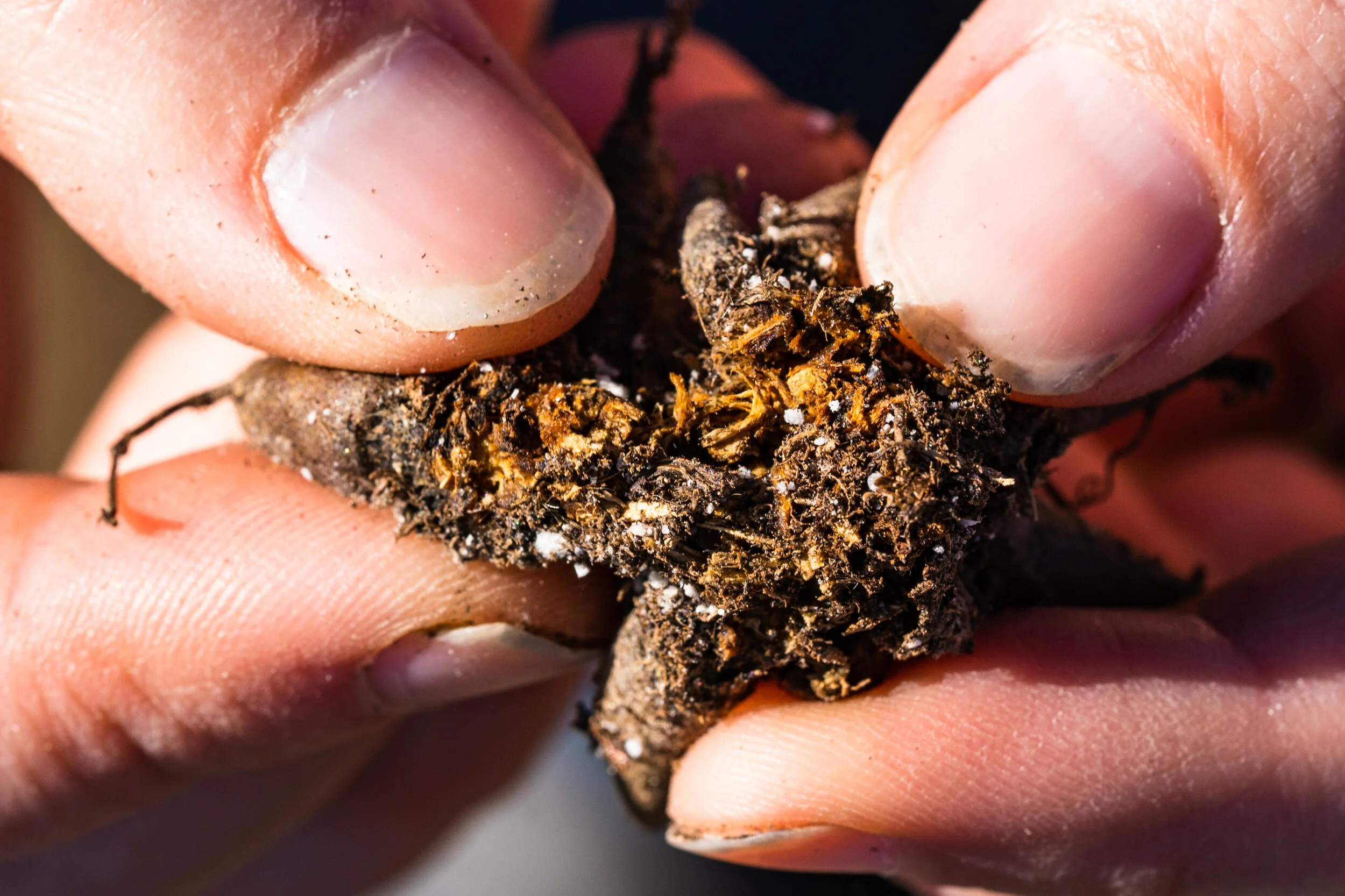 Pre-sprouting ranunculus & anemone corms — Sierra Flower Farm