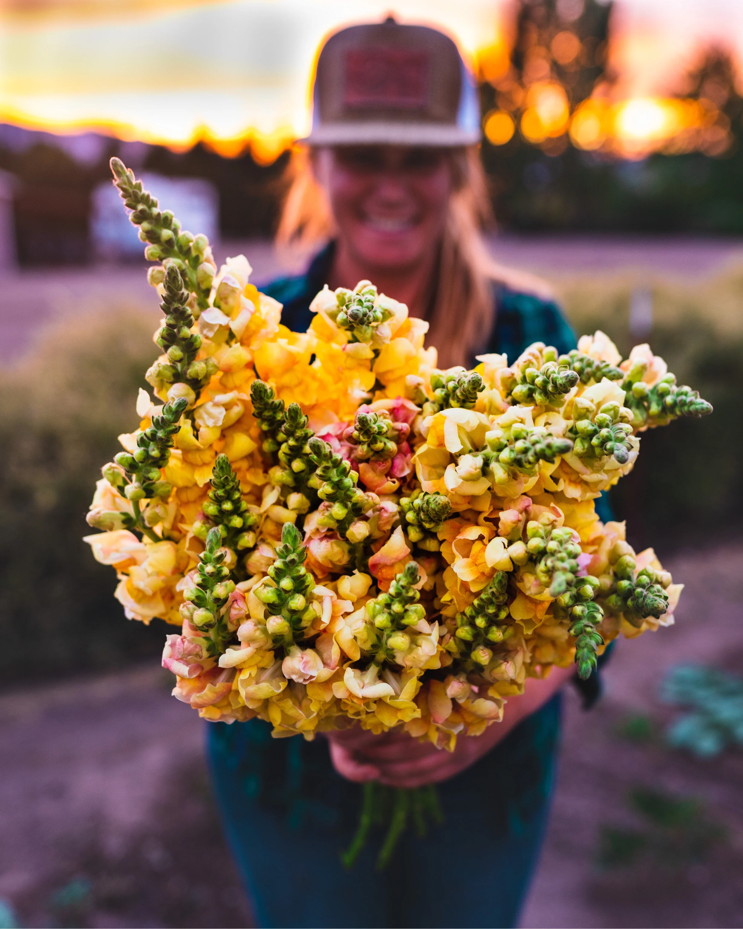 Snapdragons — Sierra Flower Farm