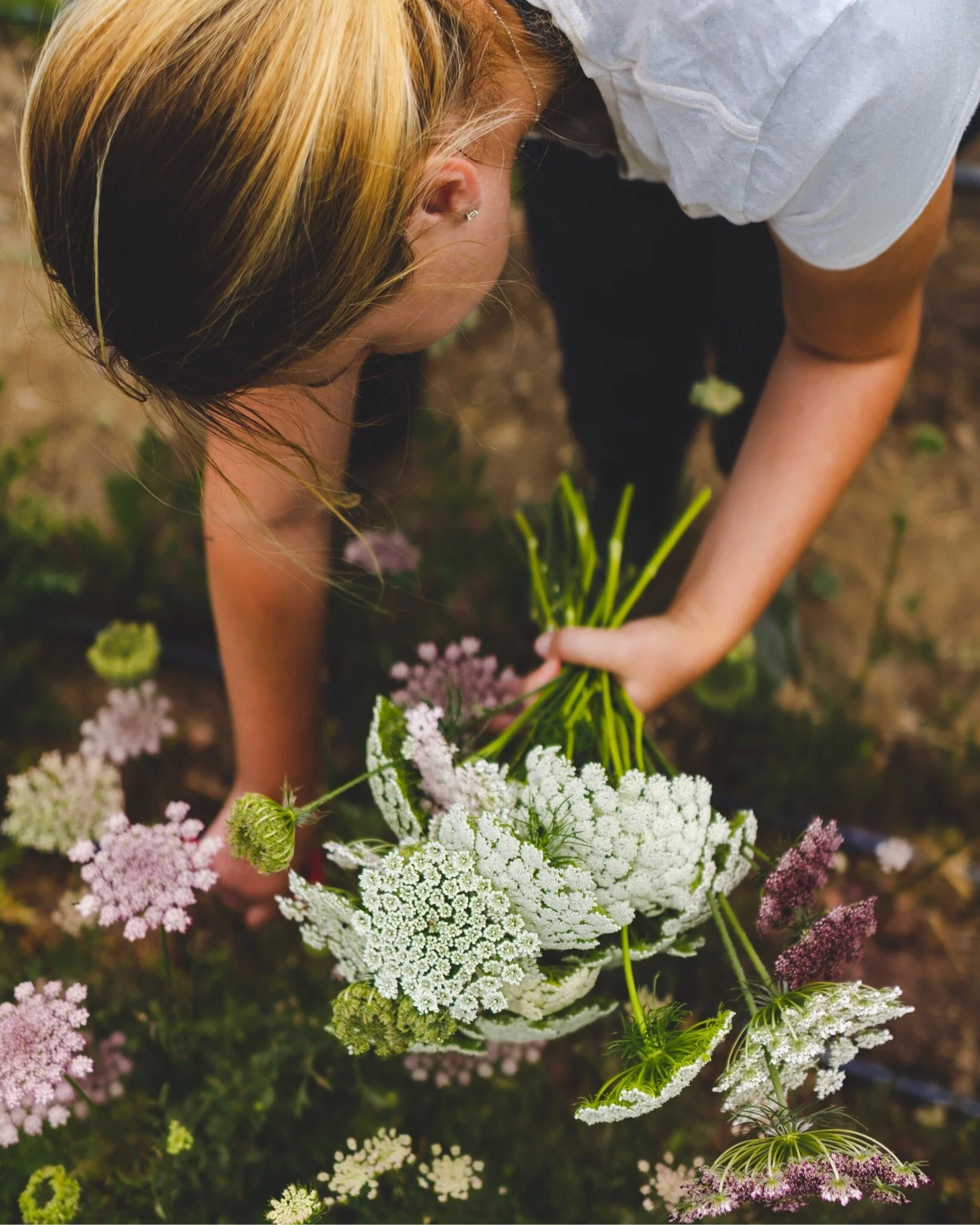 Succession Planting of Annuals for the Flower Farmer — Sierra Flower Farm