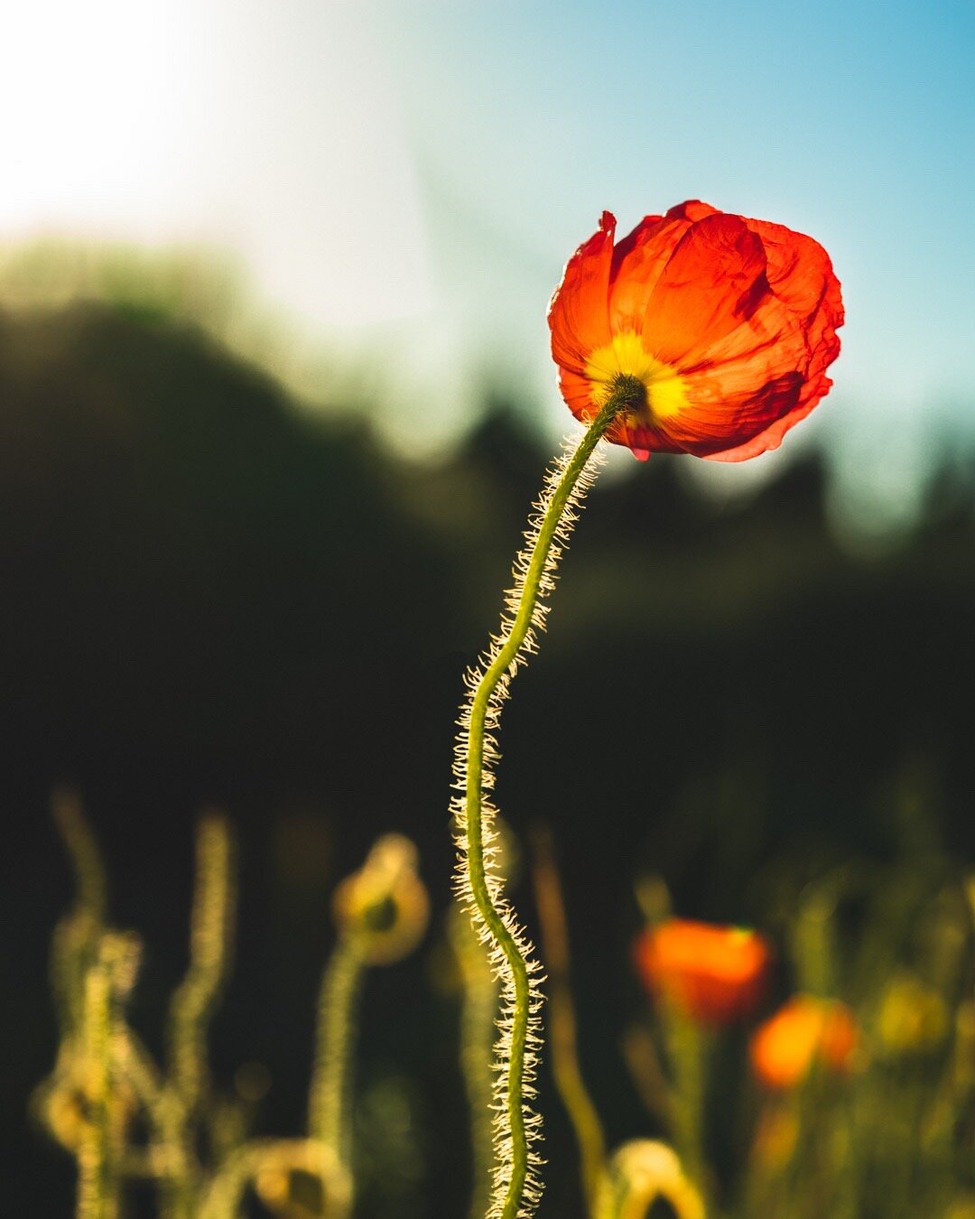 Succession Planting of Annuals for the Flower Farmer — Sierra Flower Farm