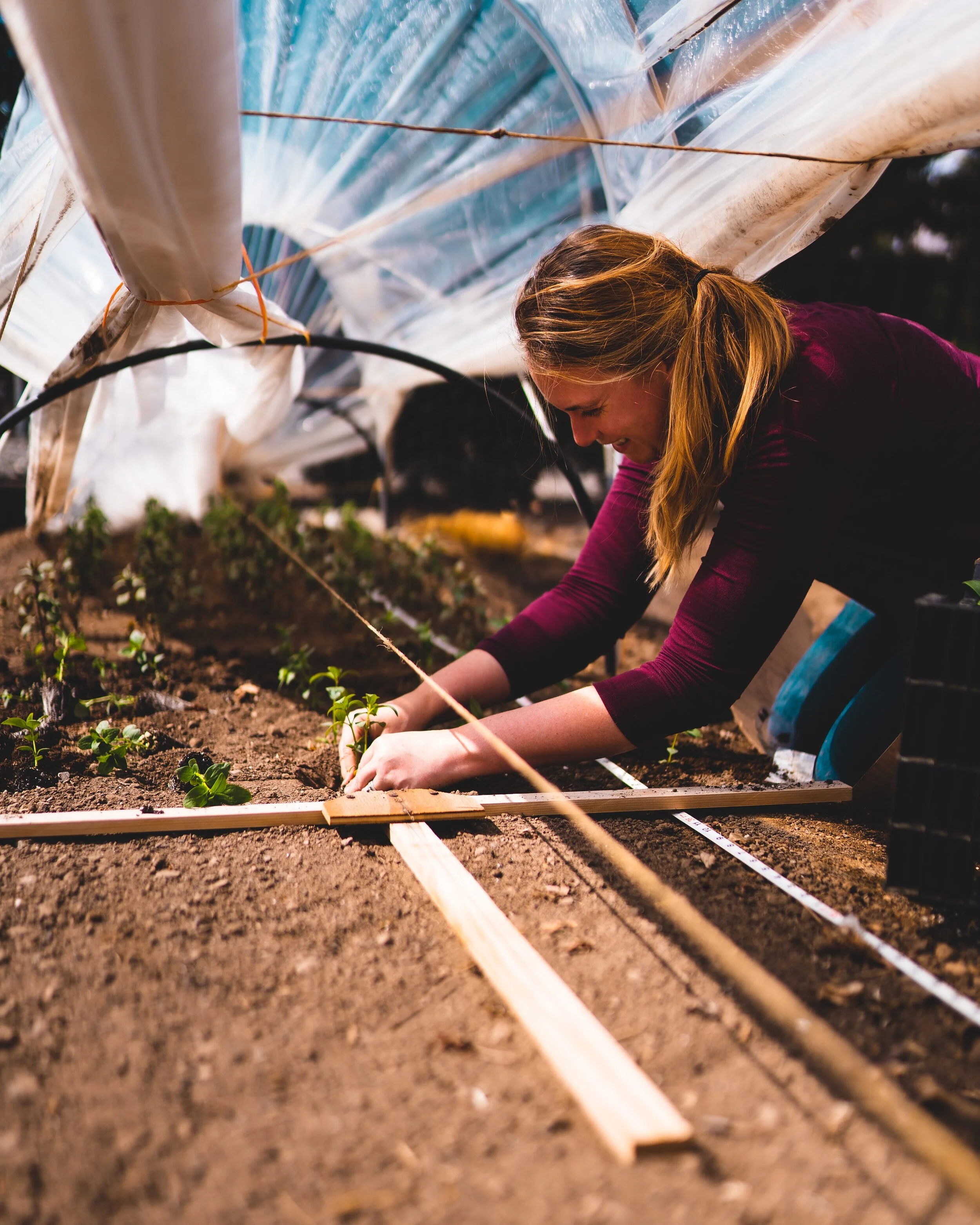 Succession Planting of Annuals for the Flower Farmer — Sierra Flower Farm