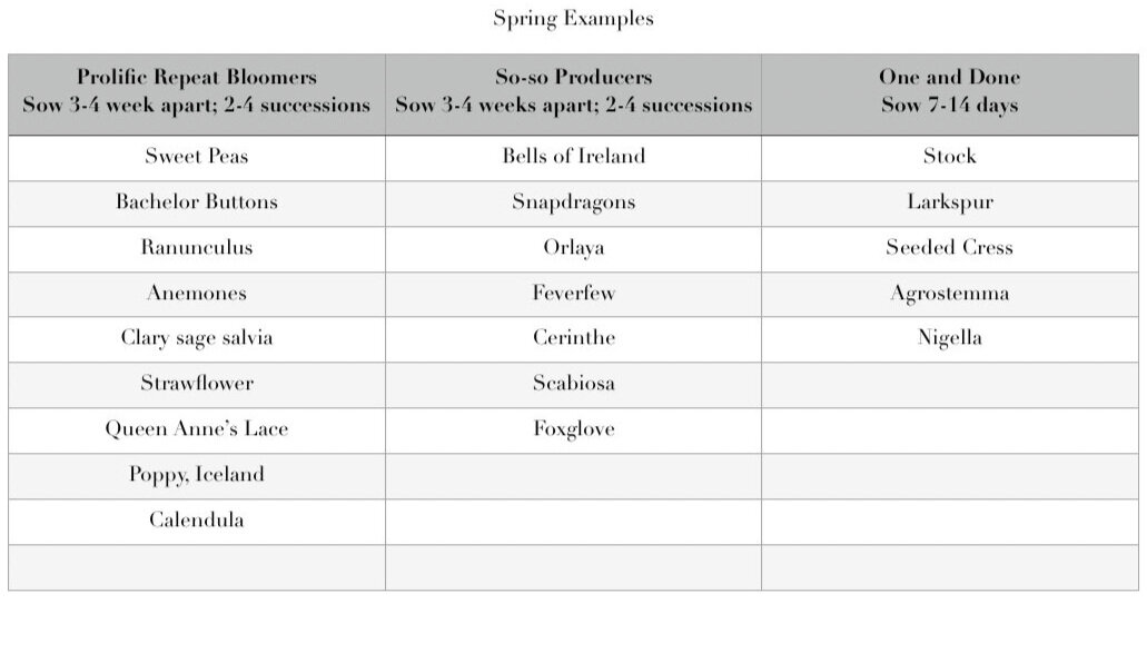 Succession Planting of Annuals for the Flower Farmer — Sierra Flower Farm
