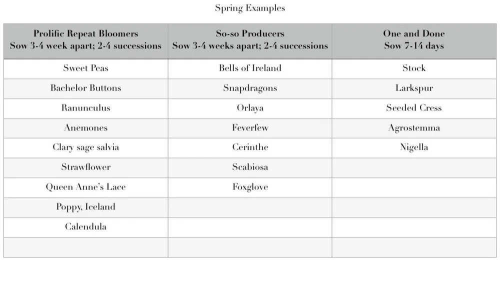 Succession Planting of Annuals for the Flower Farmer — Sierra Flower Farm