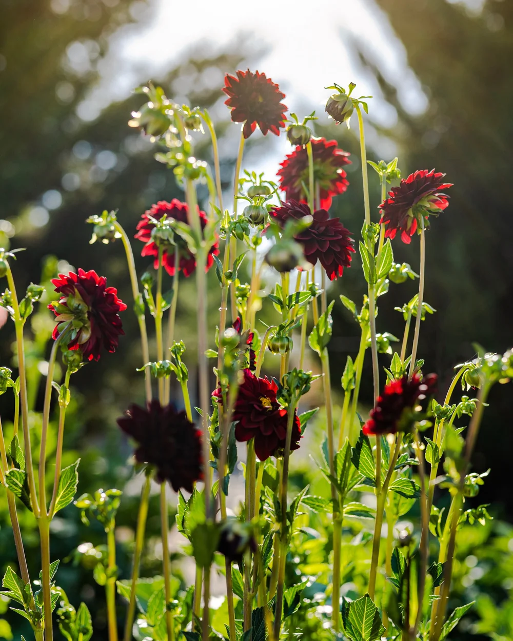 Real Talk: Direct to Consumer Sales Outlets — Sierra Flower Farm