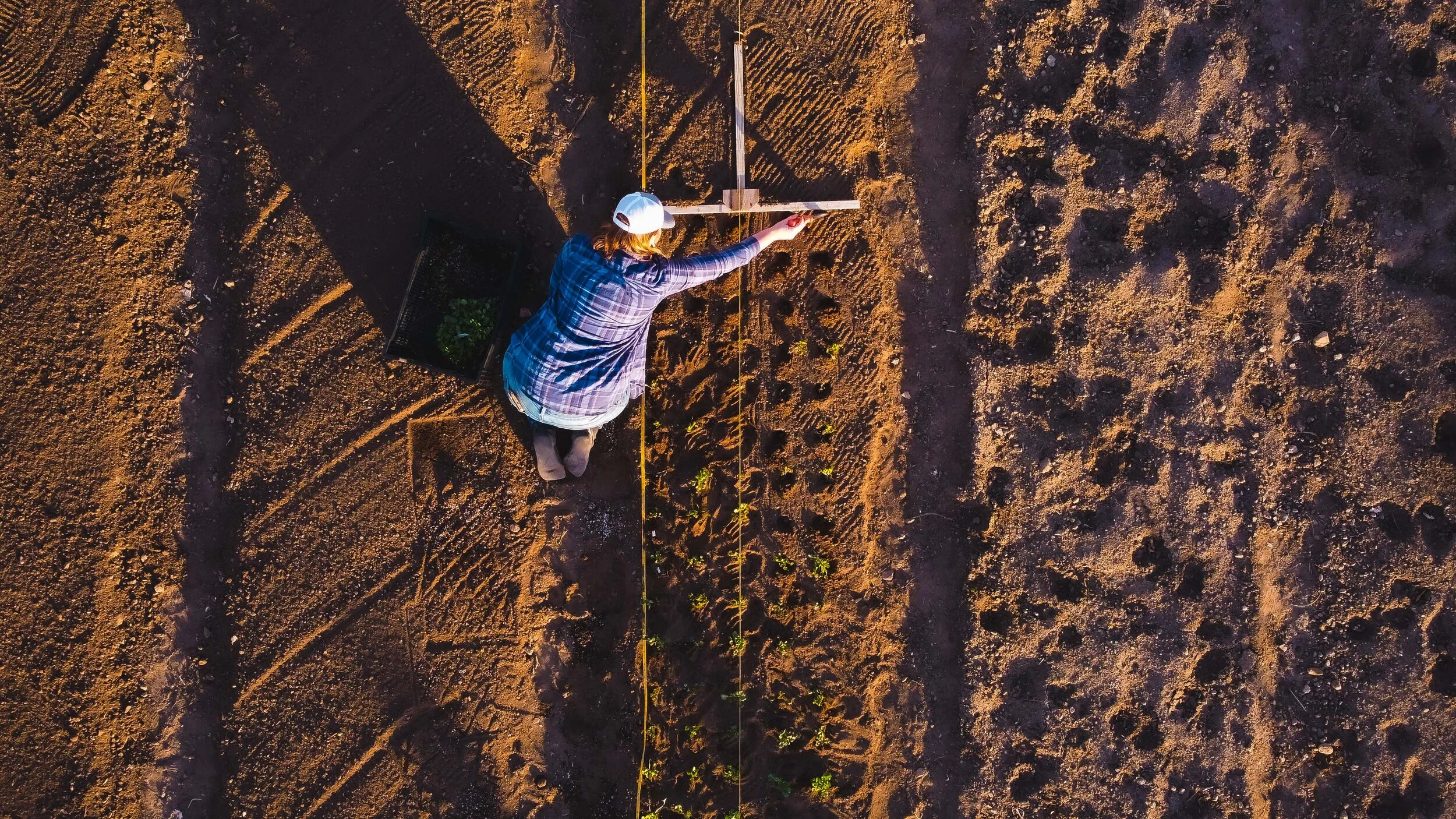 Nitty Gritty: Transplanting out seedlings — Sierra Flower Farm