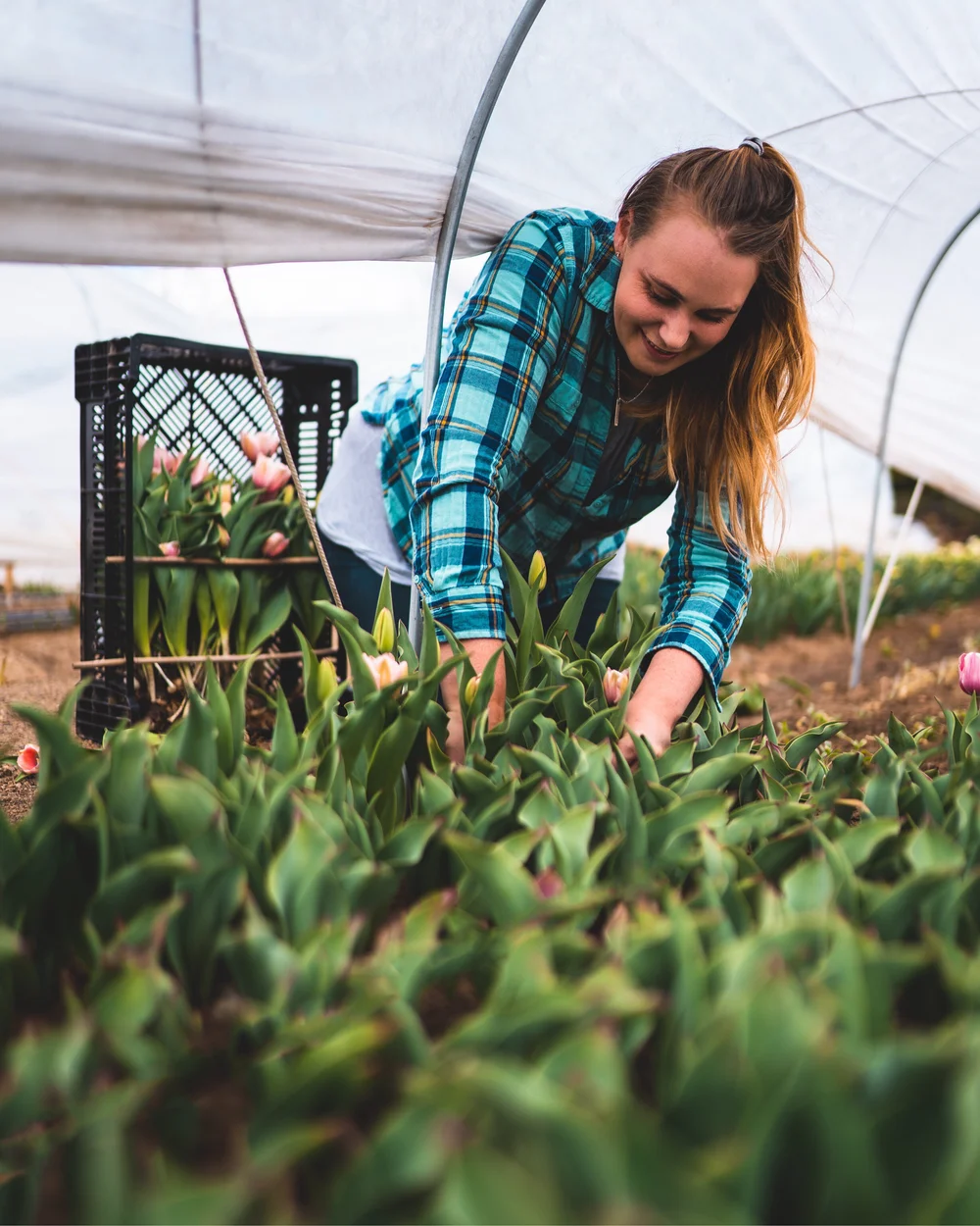 Flower Farming: Pushing the boundaries with shoulder seasons — Sierra ...