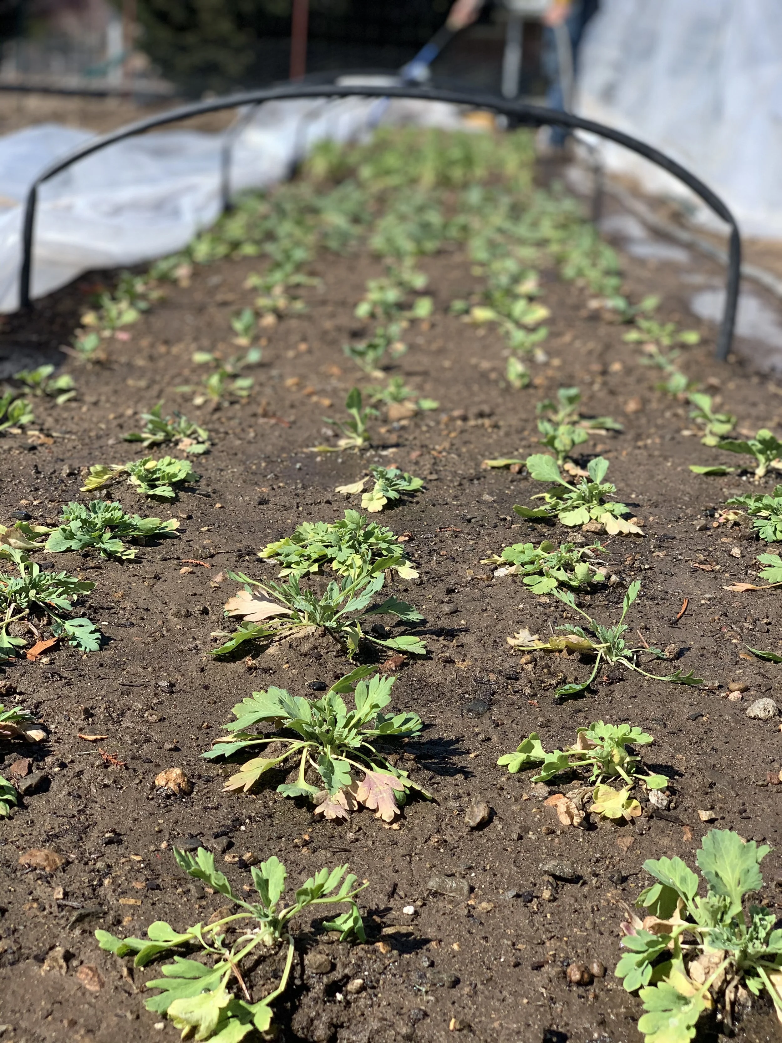 Flower Farming: Pushing the boundaries with shoulder seasons — Sierra ...