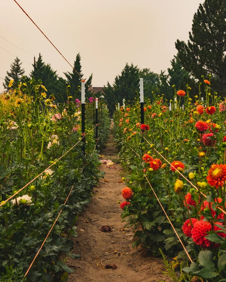 Flower Farming: Pushing the boundaries with shoulder seasons — Sierra ...