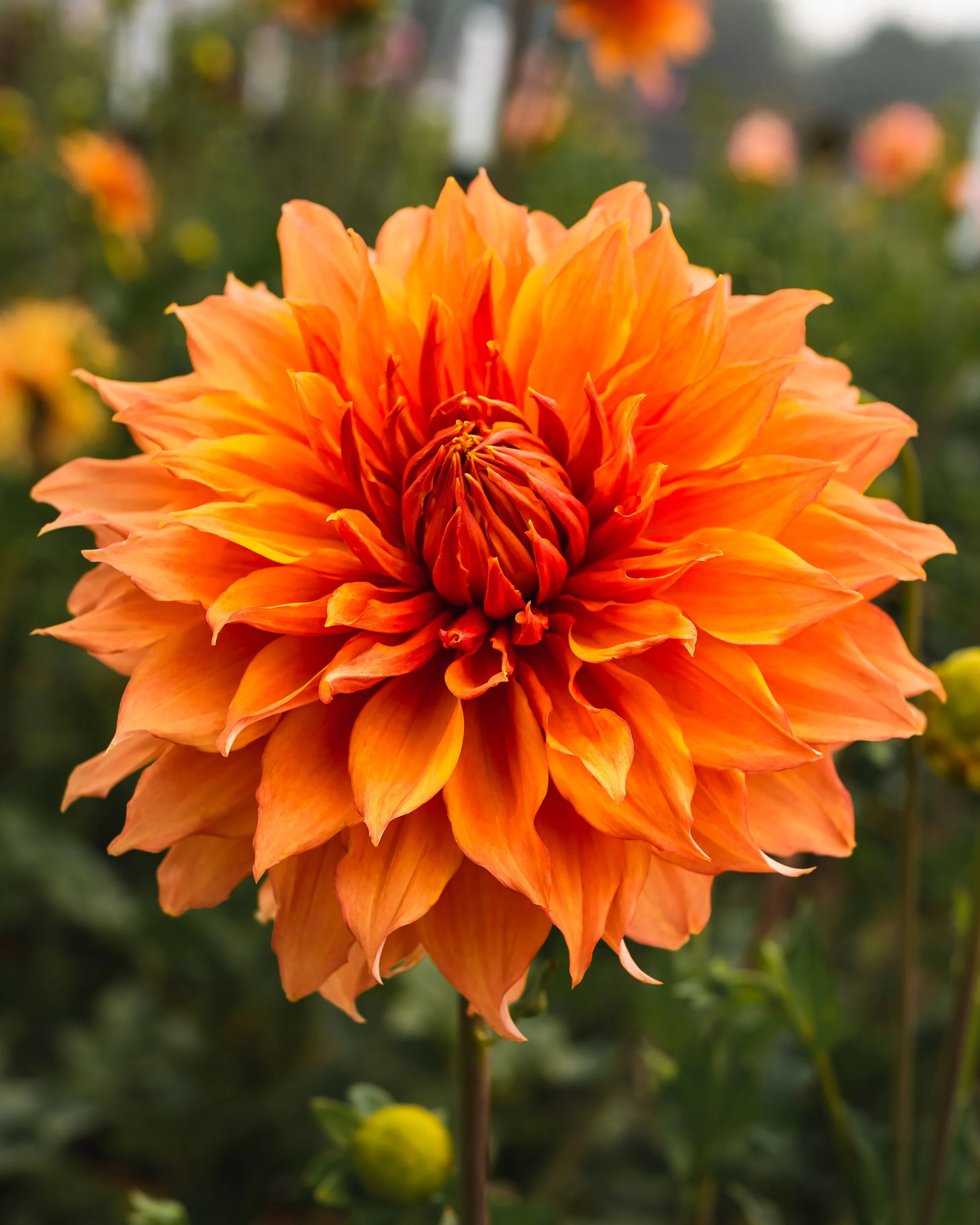 blog-sierra-flower-farm