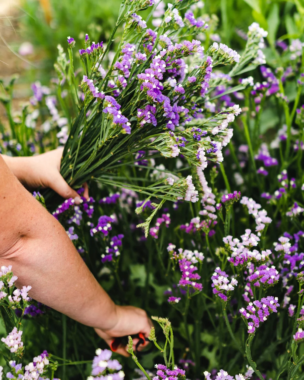 Maximizing Production For a Small-Scale Flower Farm — Sierra Flower Farm