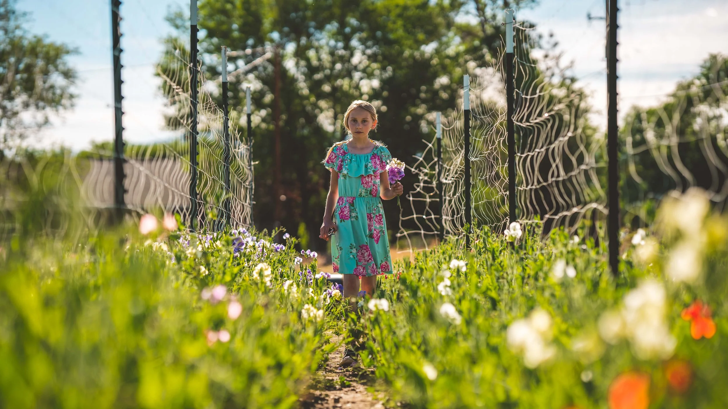 Blog — Sierra Flower Farm