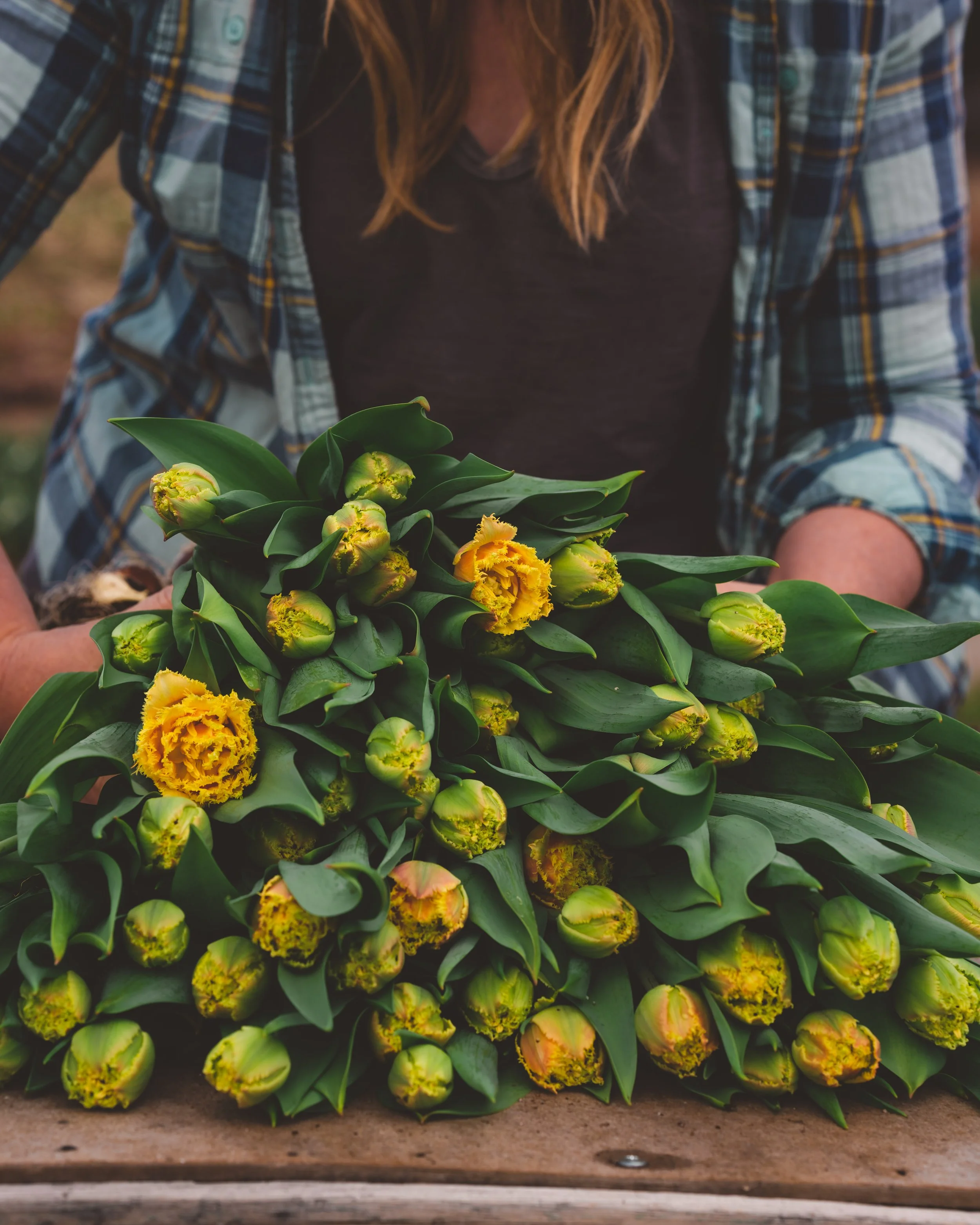 Sierra Flower Farm's Must Have Seed Starting Supplies — Sierra Flower Farm