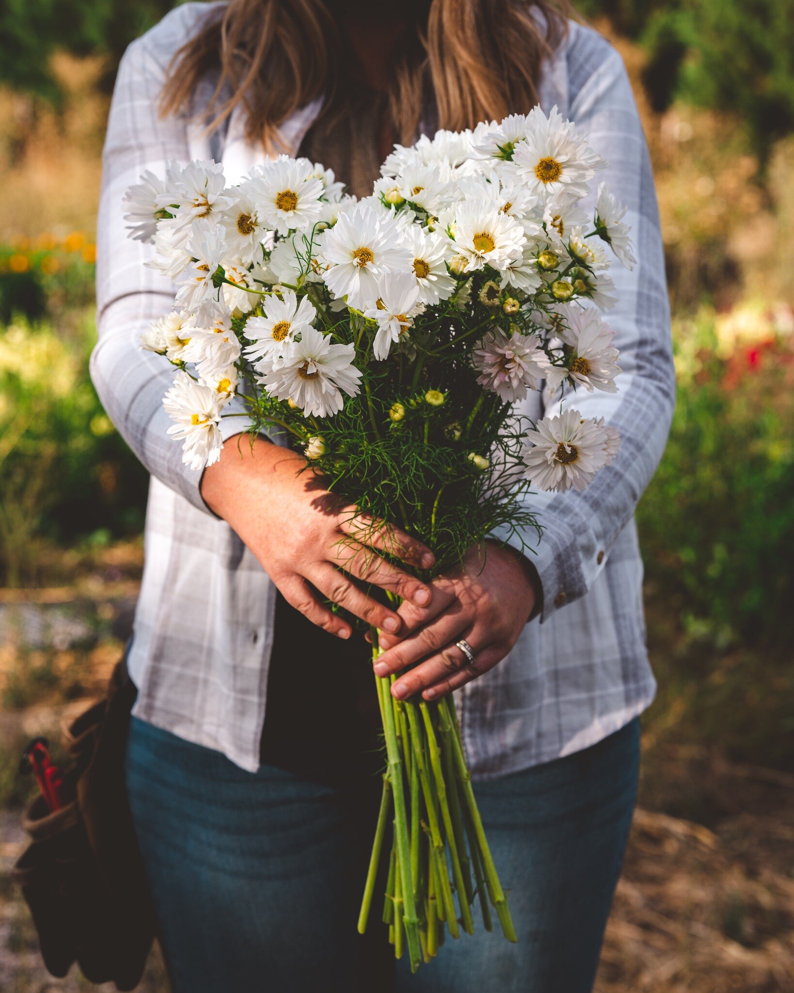 Nitty Gritty: Pre-sprouting ranunculus & anemone corms — Sierra Flower Farm