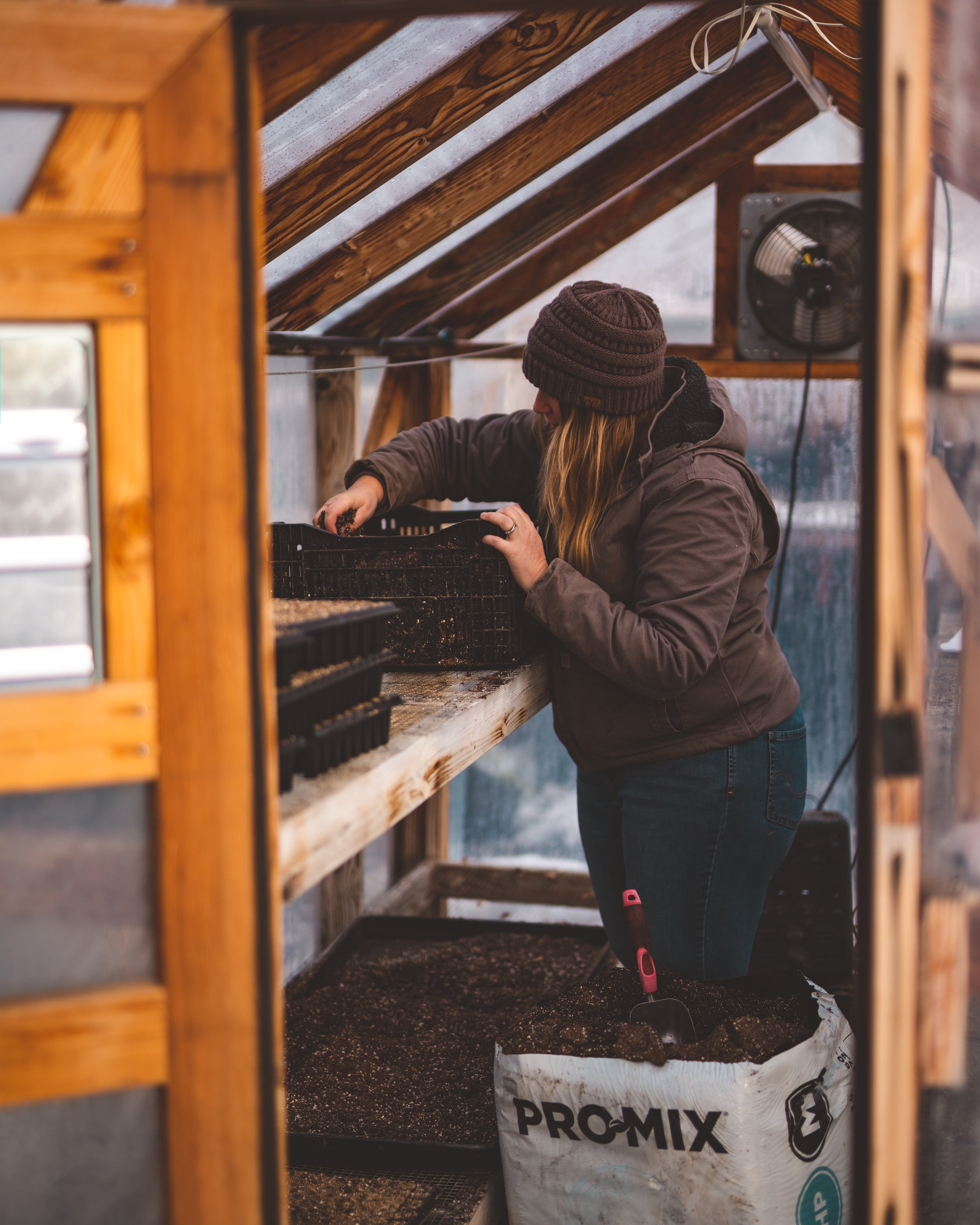 Pre-sprouting ranunculus & anemone corms — Sierra Flower Farm