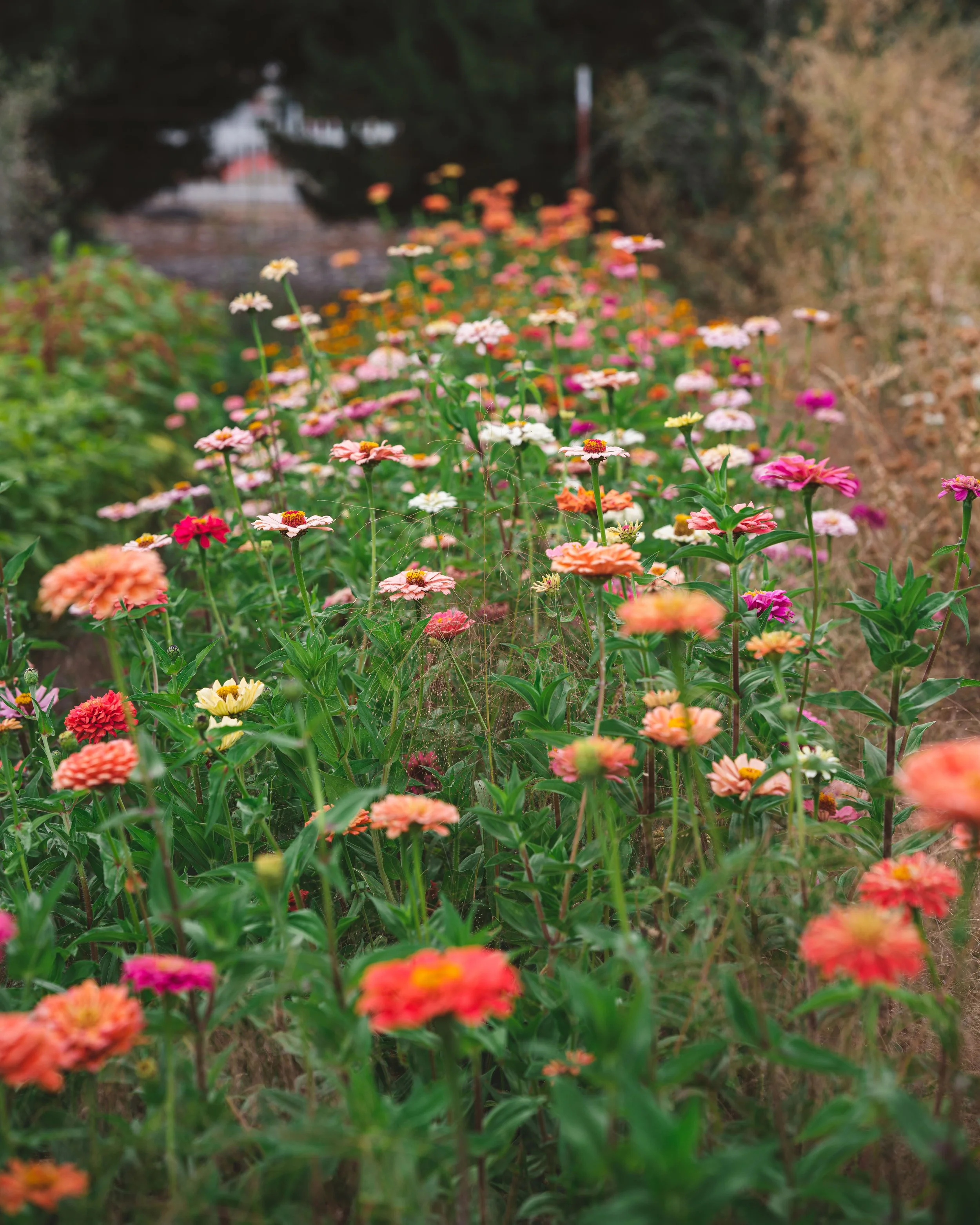 Maximizing Production For a Small-Scale Flower Farm — Sierra Flower Farm