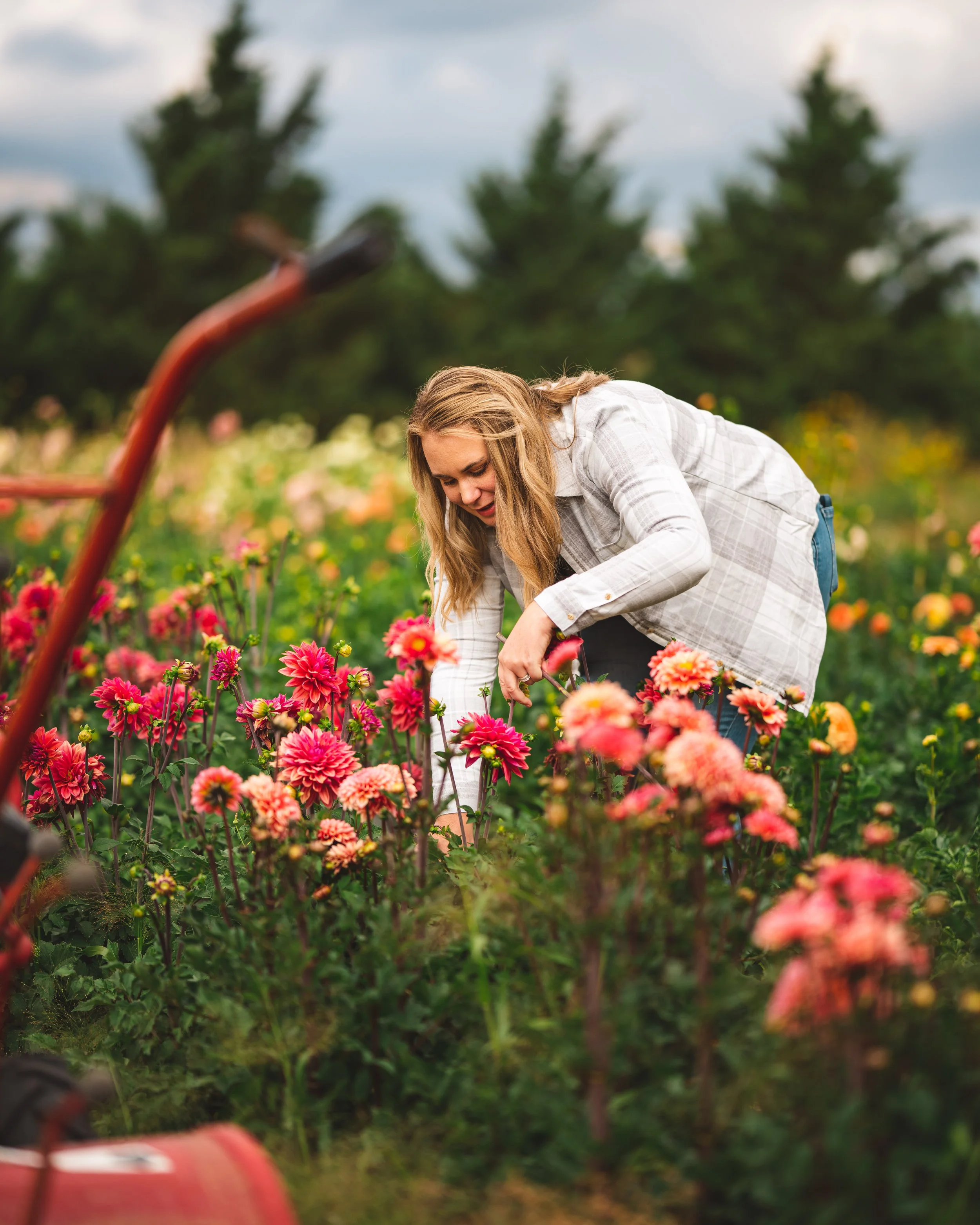 Maximizing Production For a Small-Scale Flower Farm — Sierra Flower Farm