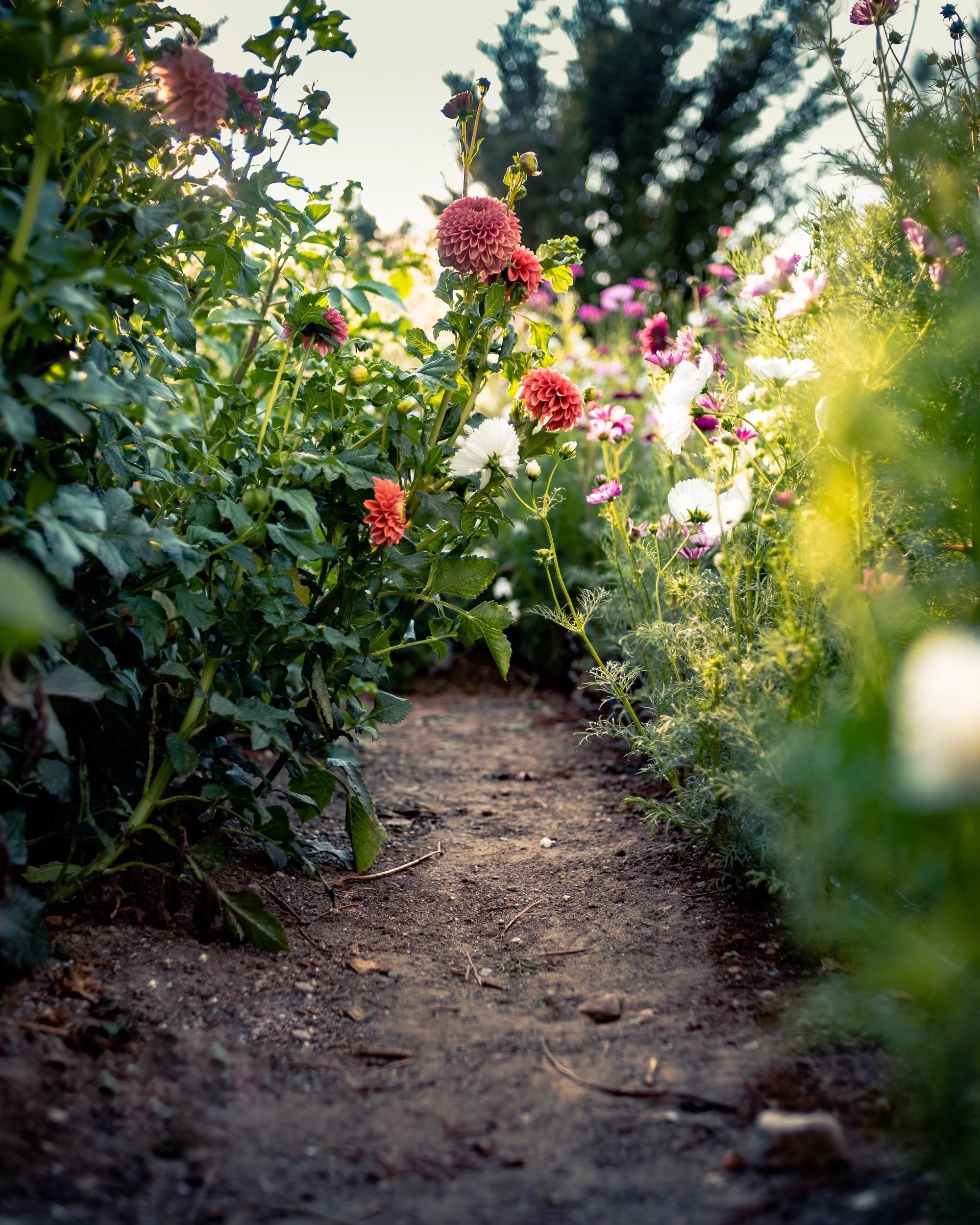 Blog — Sierra Flower Farm