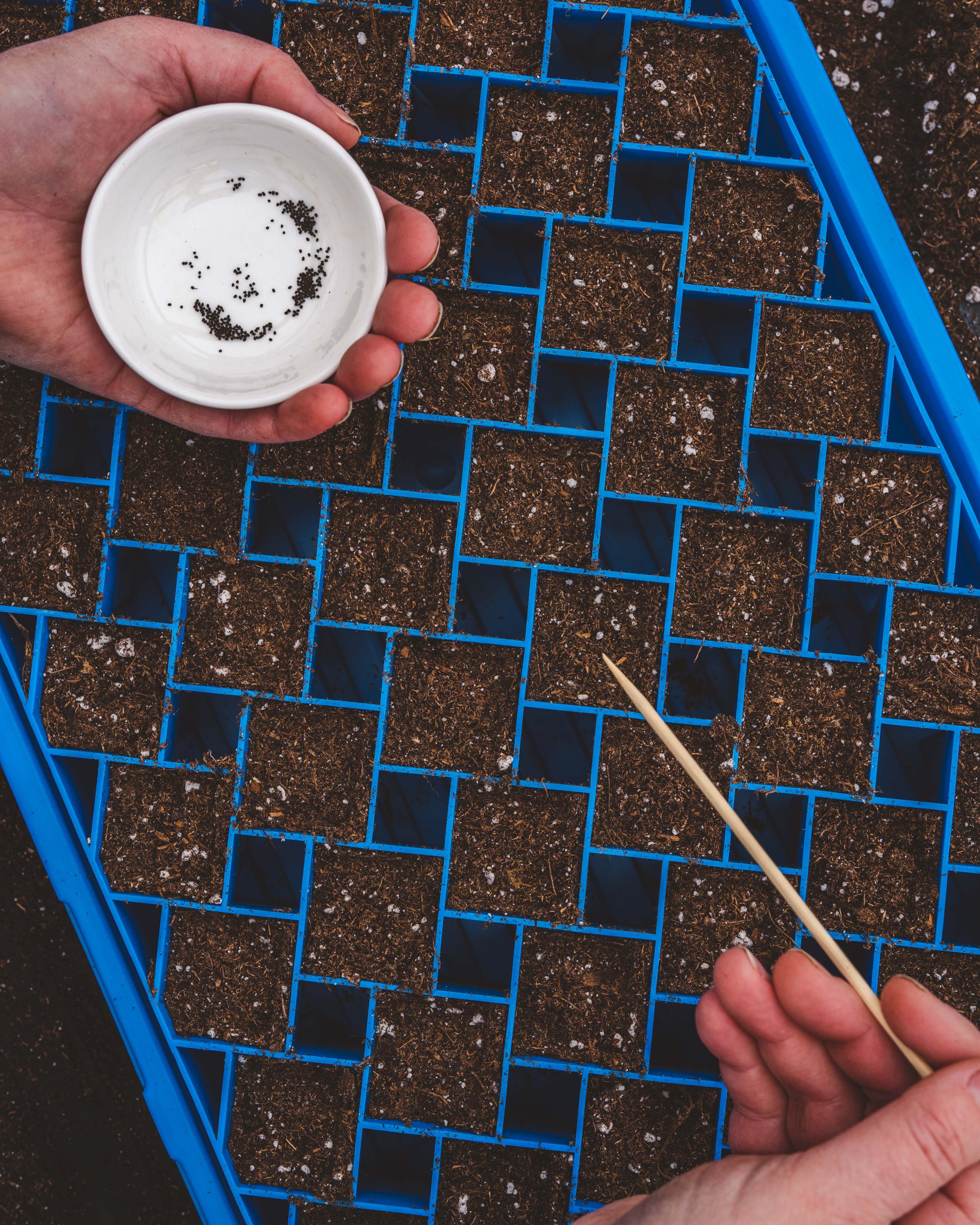 Blog — Sierra Flower Farm