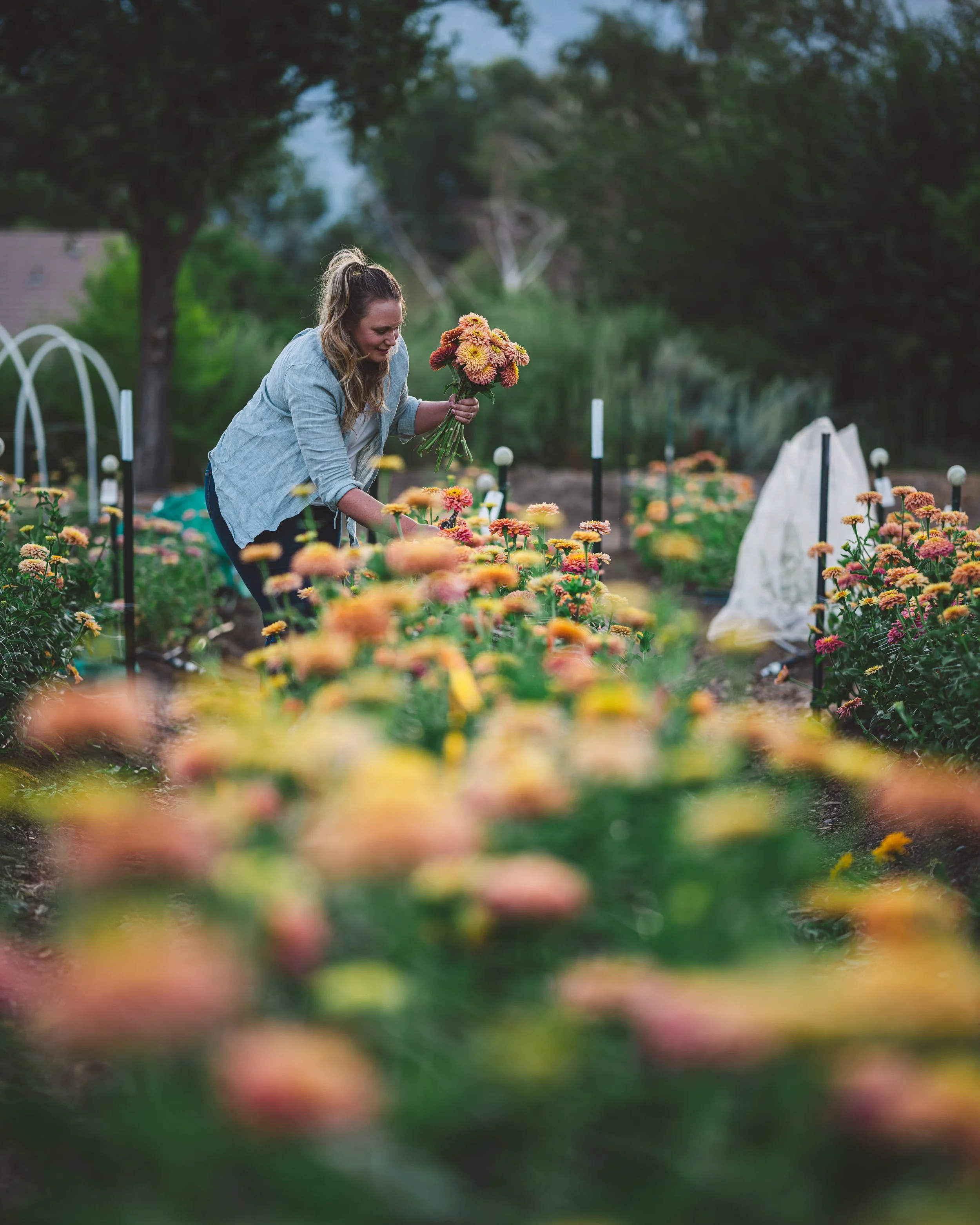 Blog — Sierra Flower Farm
