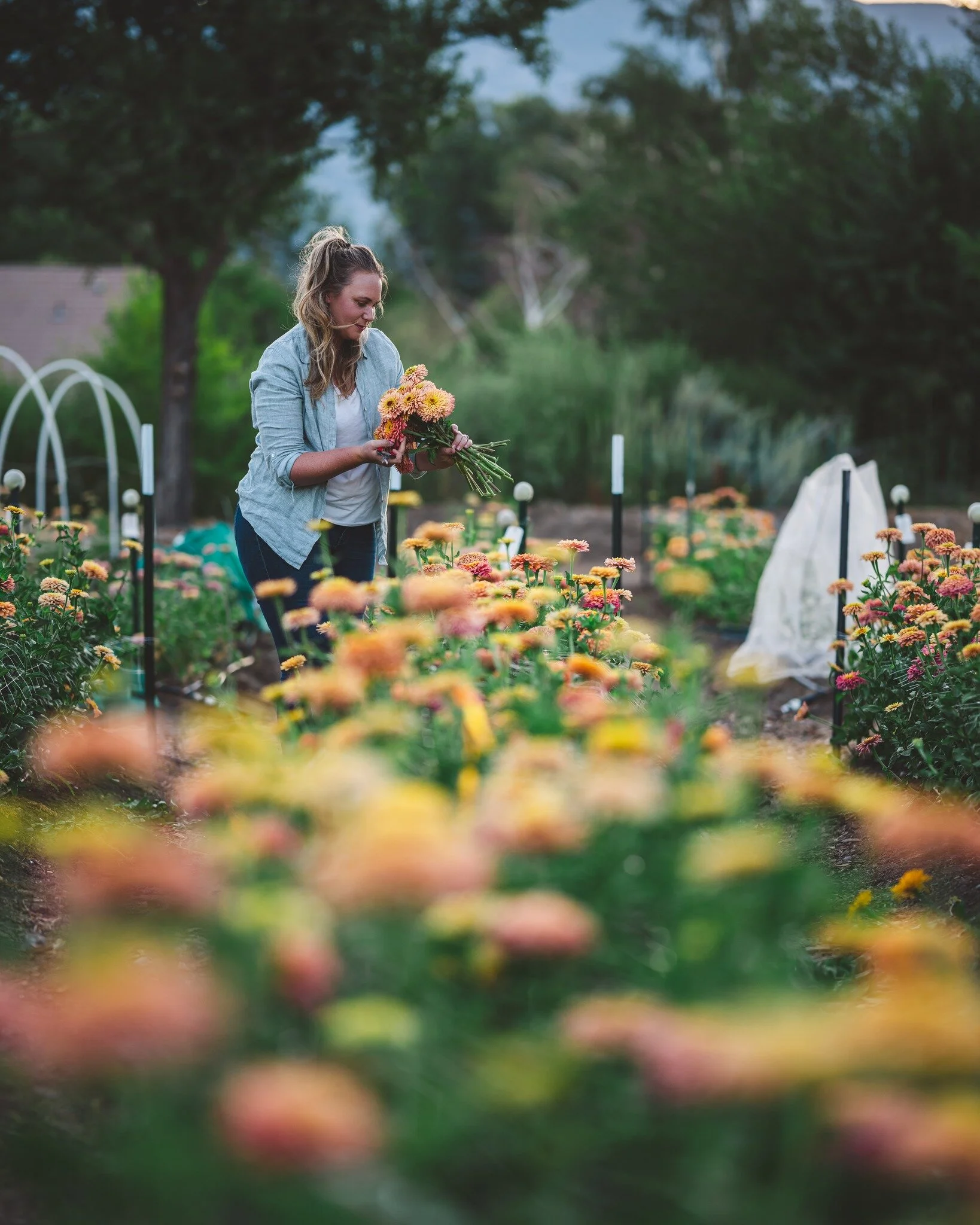 Sierra Flower Farm