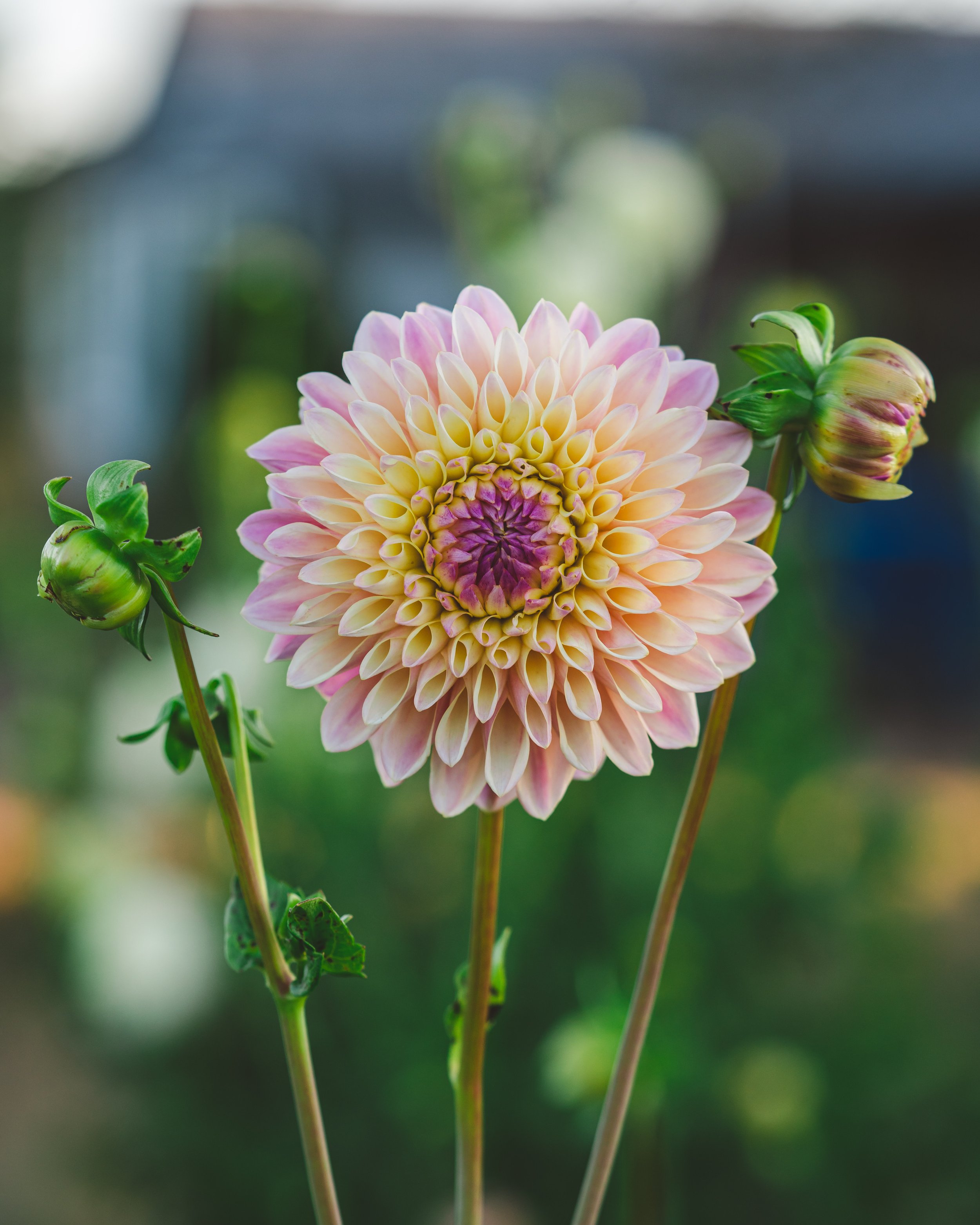 Sierra Flower Farm