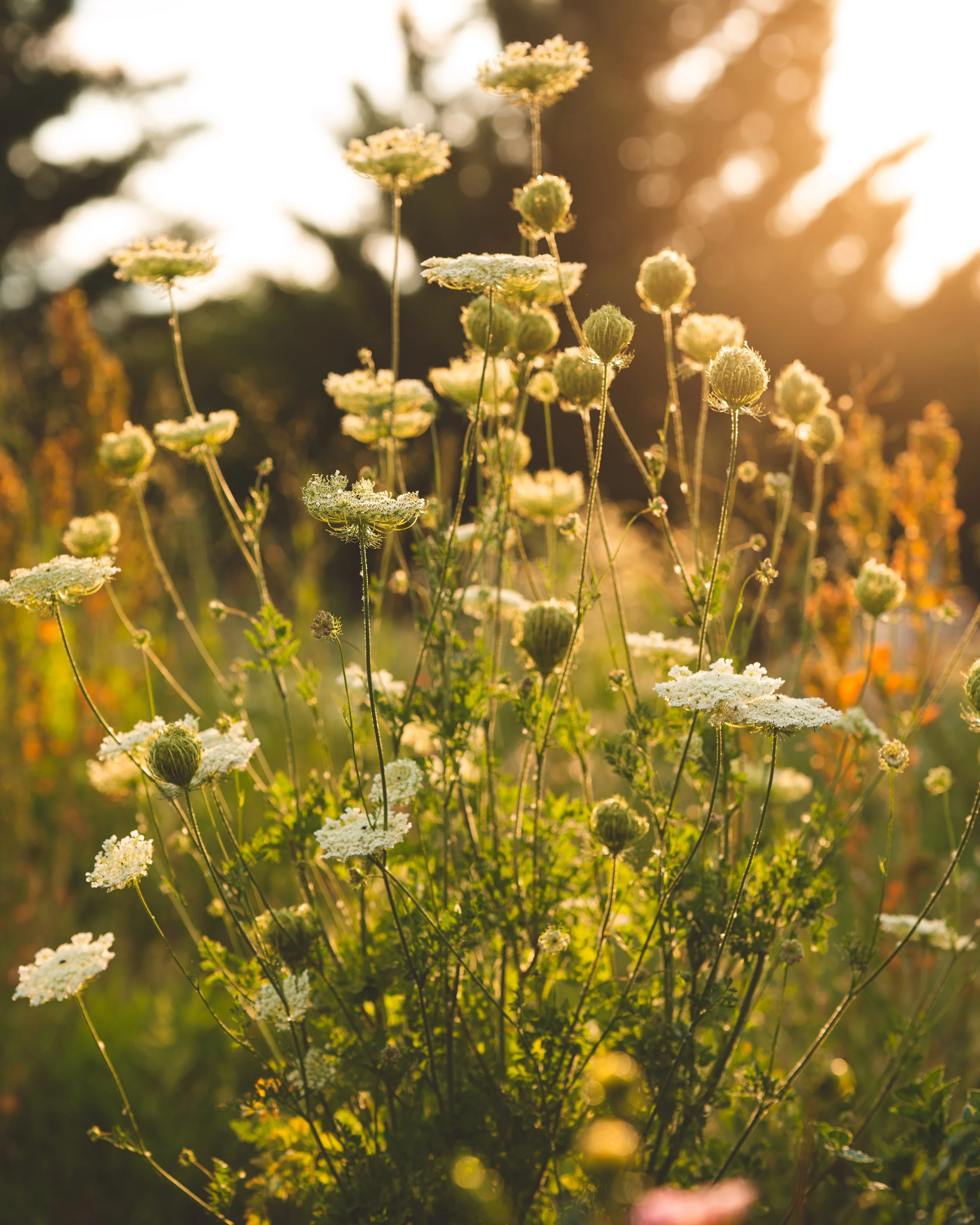 Blog — Sierra Flower Farm
