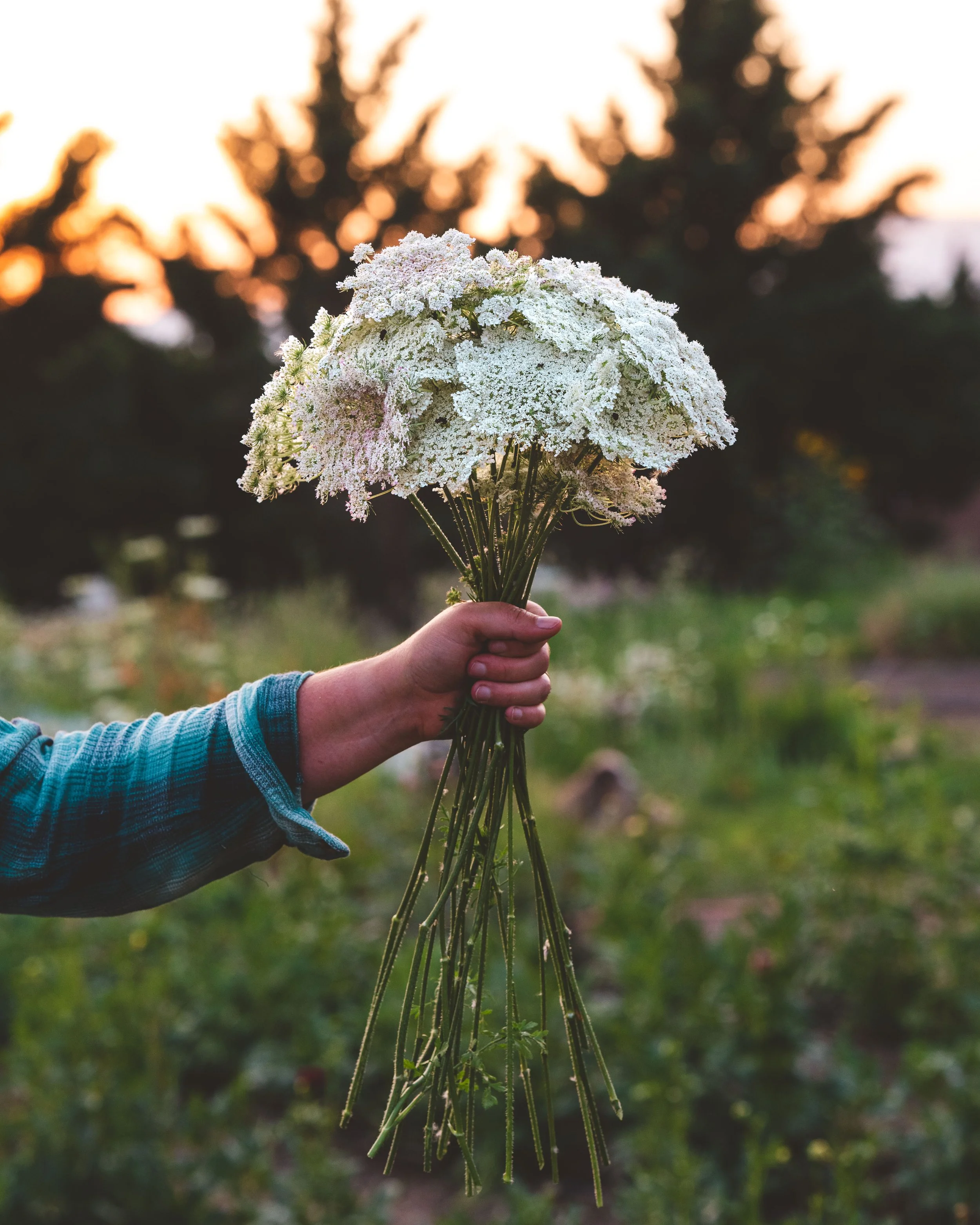 Simplifying Succession Planting for Cut Flowers — Sierra Flower Farm