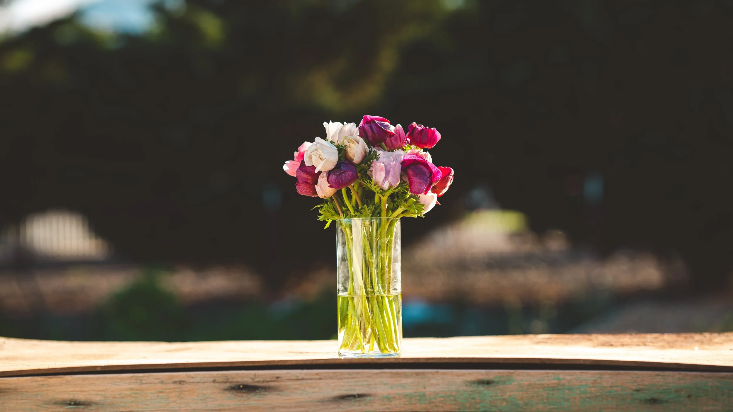 Anemones — Sierra Flower Farm