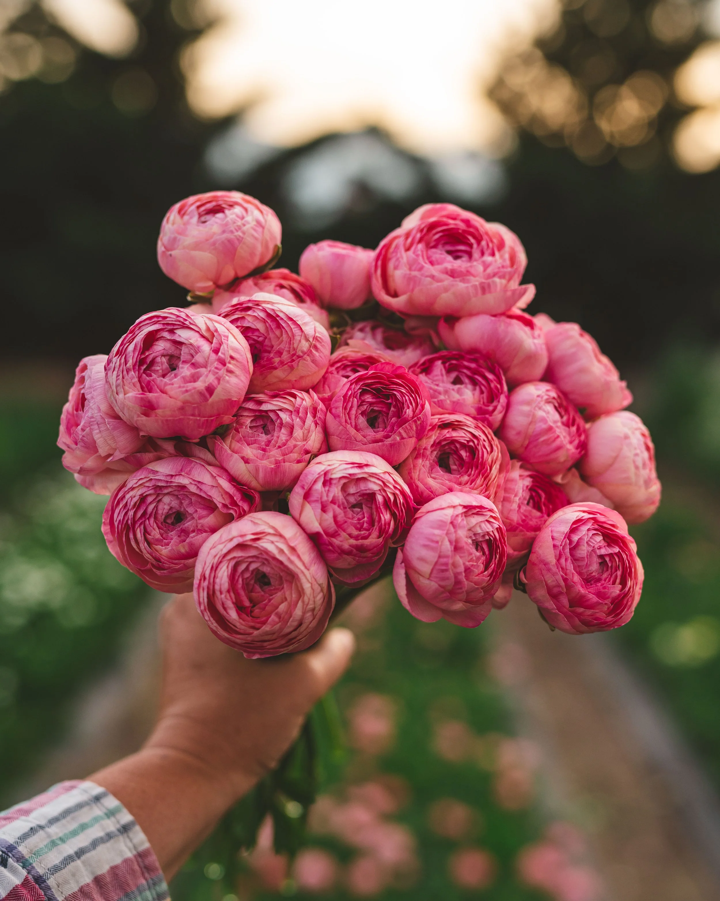 Ranunculus — Sierra Flower Farm