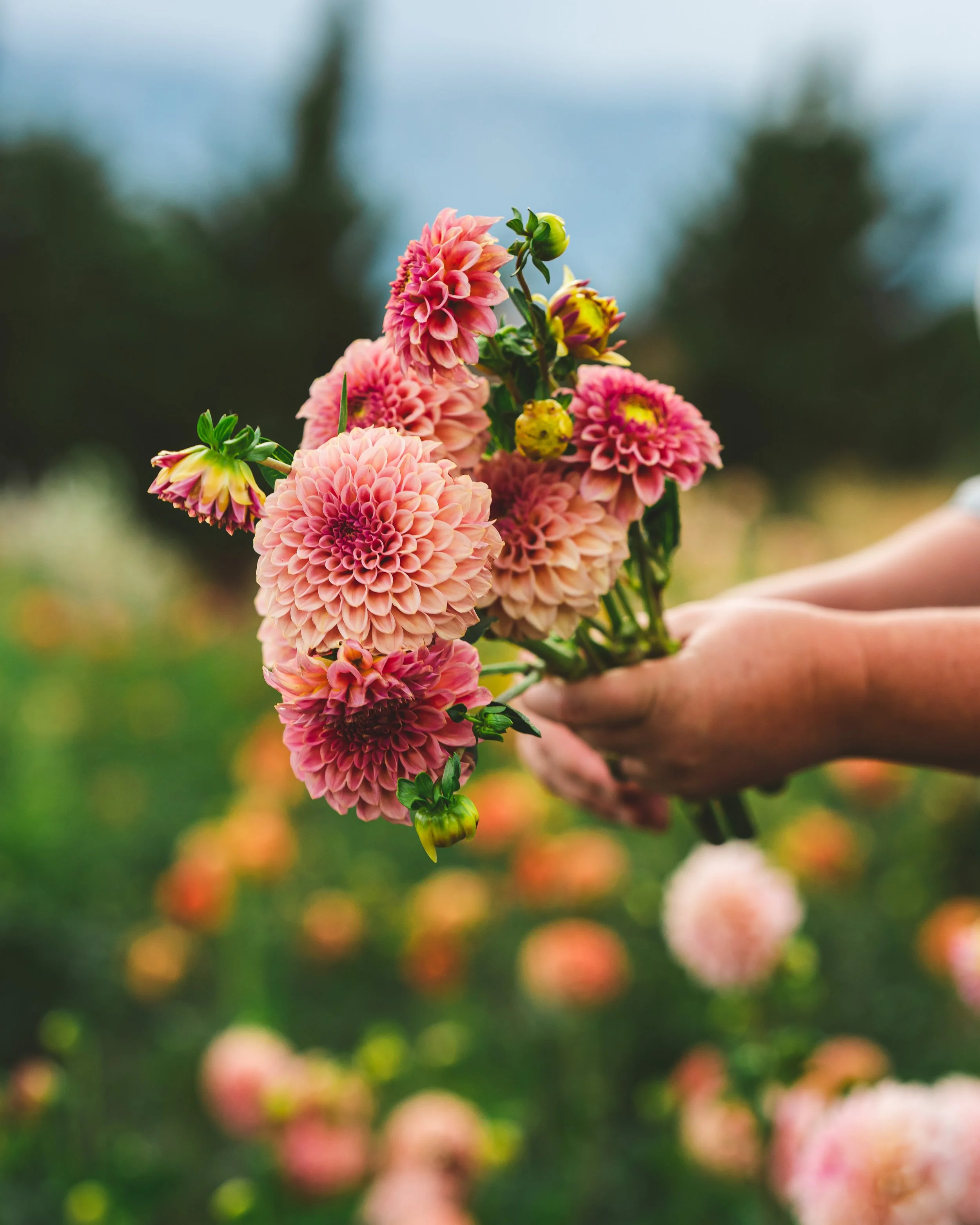 Our Top 5 Picks From Our Flower Field — Sierra Flower Farm