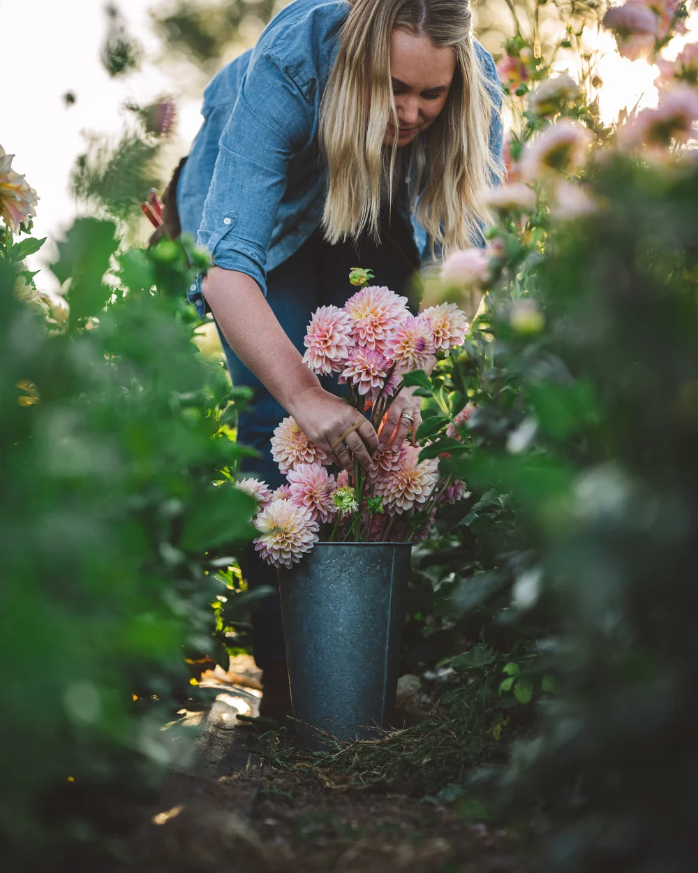 More Advice for First Year Flower Farmers, Dreamers & Beyond — Sierra ...