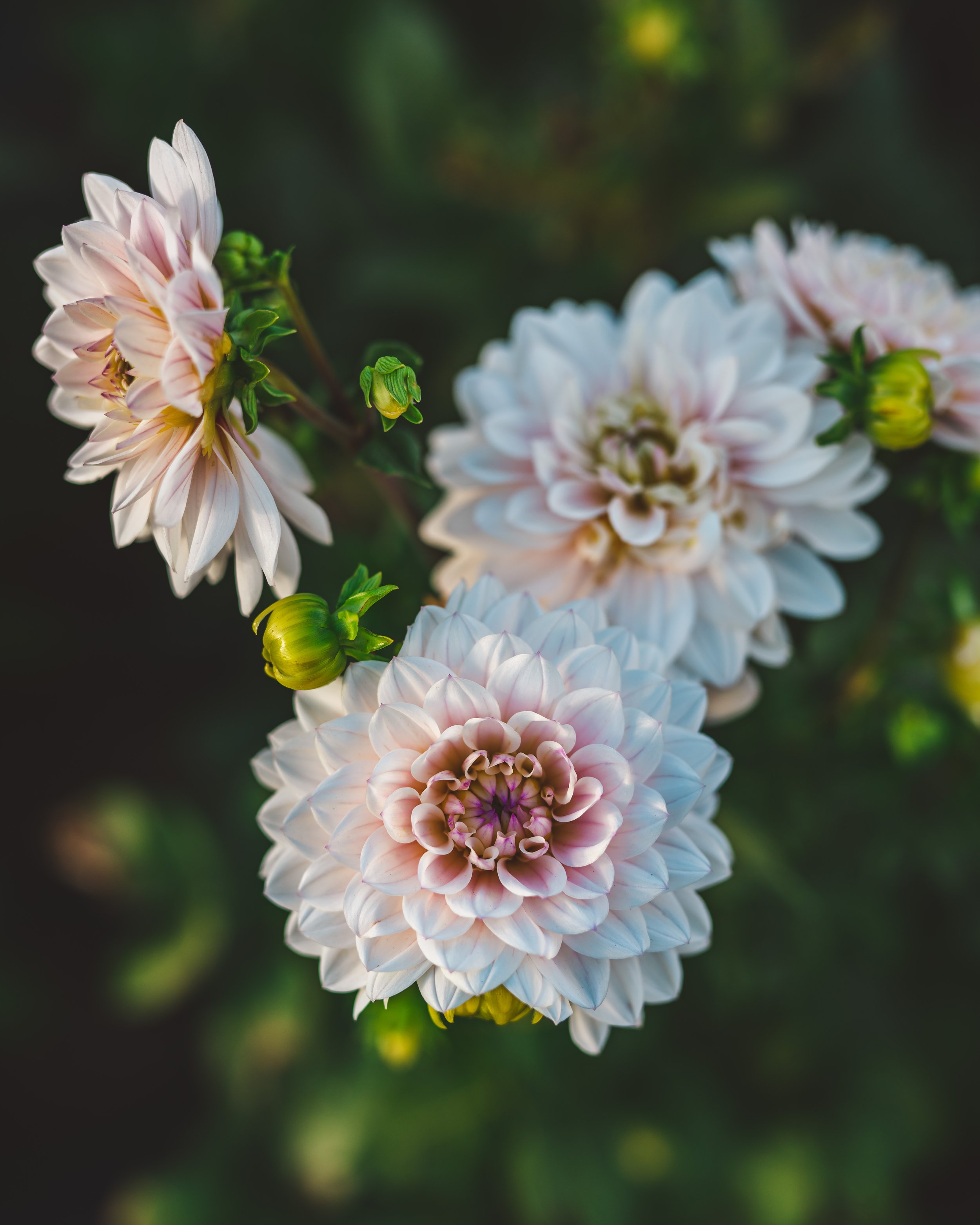 Our Top 5 Picks From Our Flower Field — Sierra Flower Farm