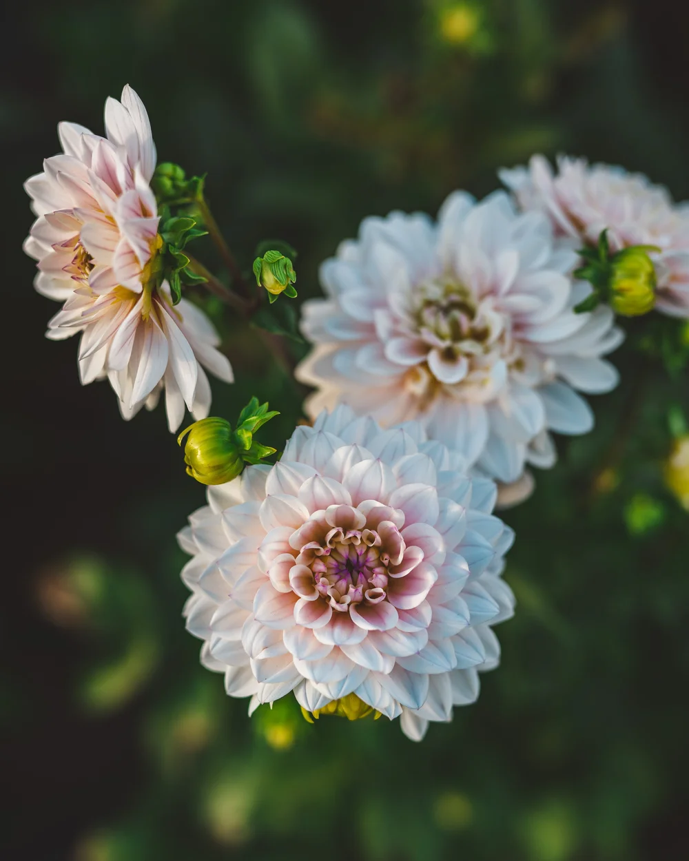 Our Top 5 Picks From Our Flower Field — Sierra Flower Farm