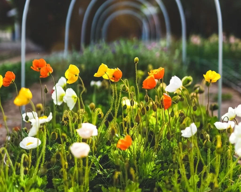 Maximizing Production For a Small-Scale Flower Farm — Sierra Flower Farm
