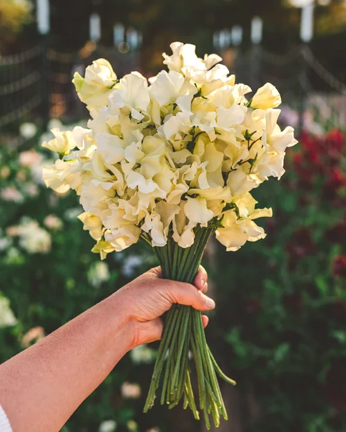 Sierra Flower Farm's Must Have Seed Starting Supplies — Sierra Flower Farm