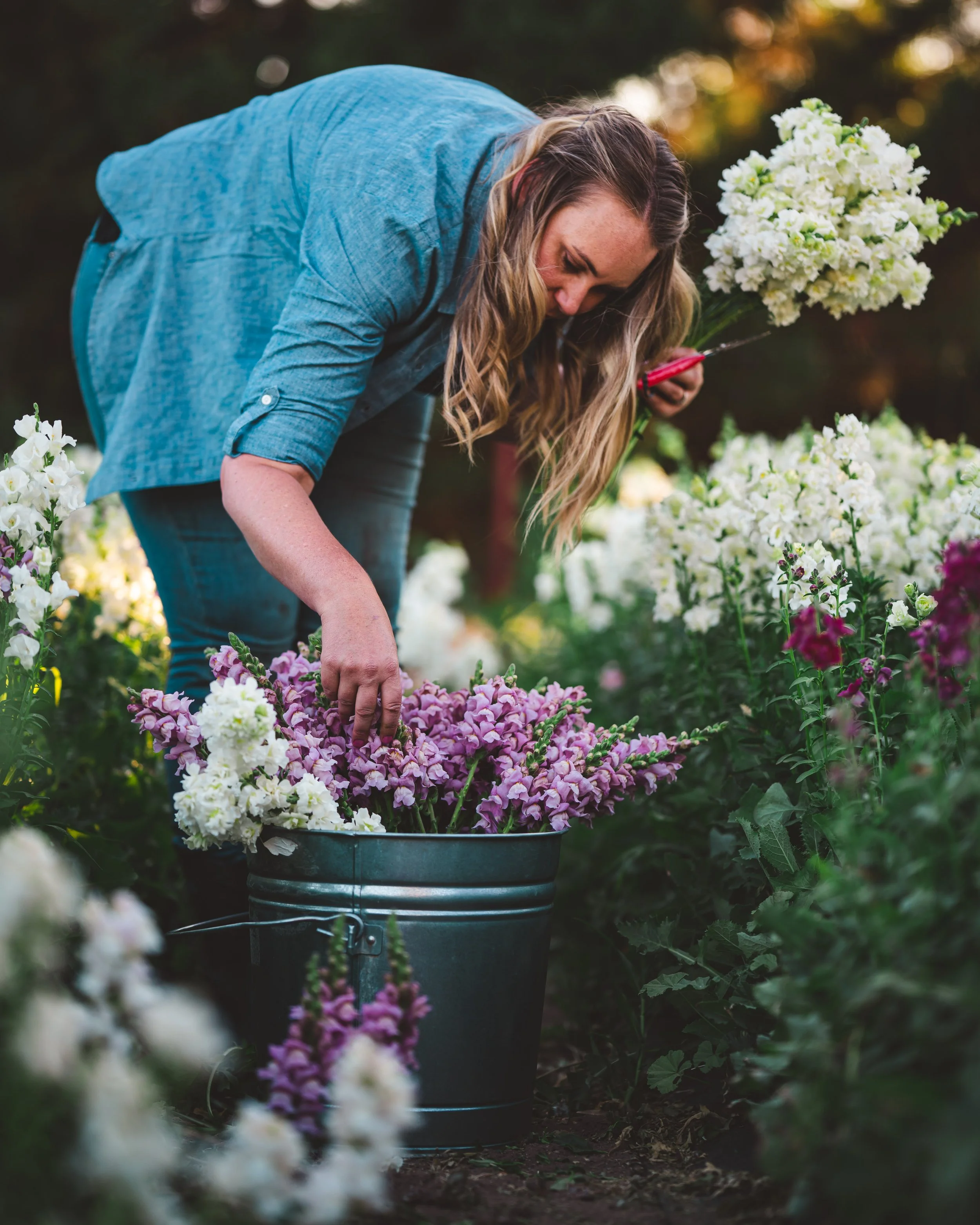 Simplifying Succession Planting for Cut Flowers — Sierra Flower Farm