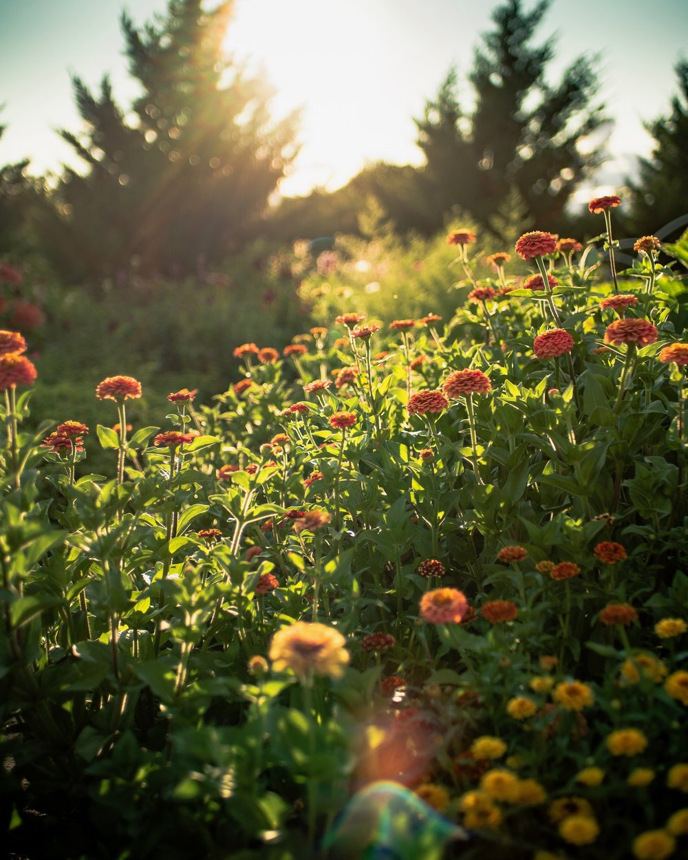 Being the conductor of your cut flower field: aka Pulling together Crop ...