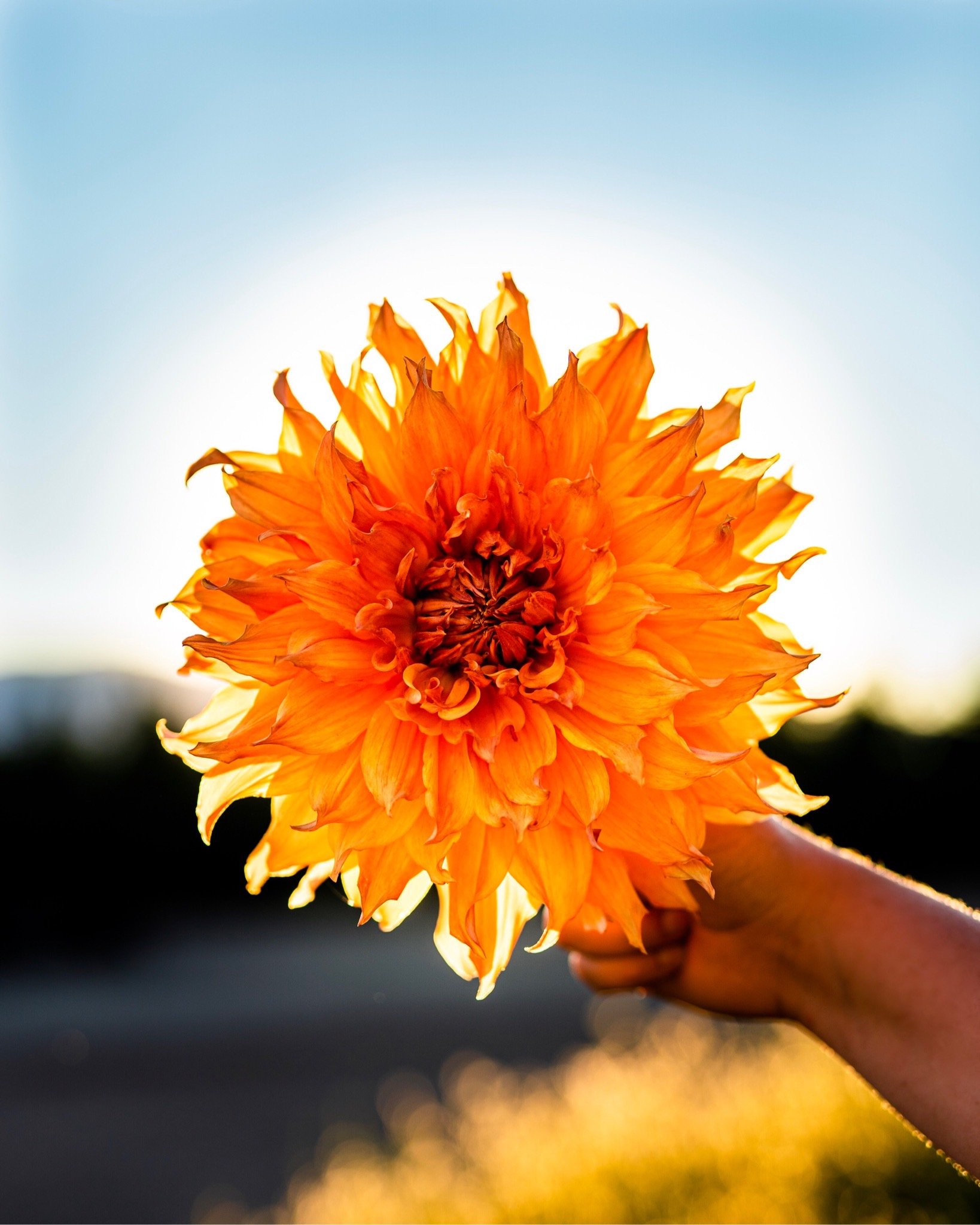 Being the conductor of your cut flower field: aka Pulling together Crop ...
