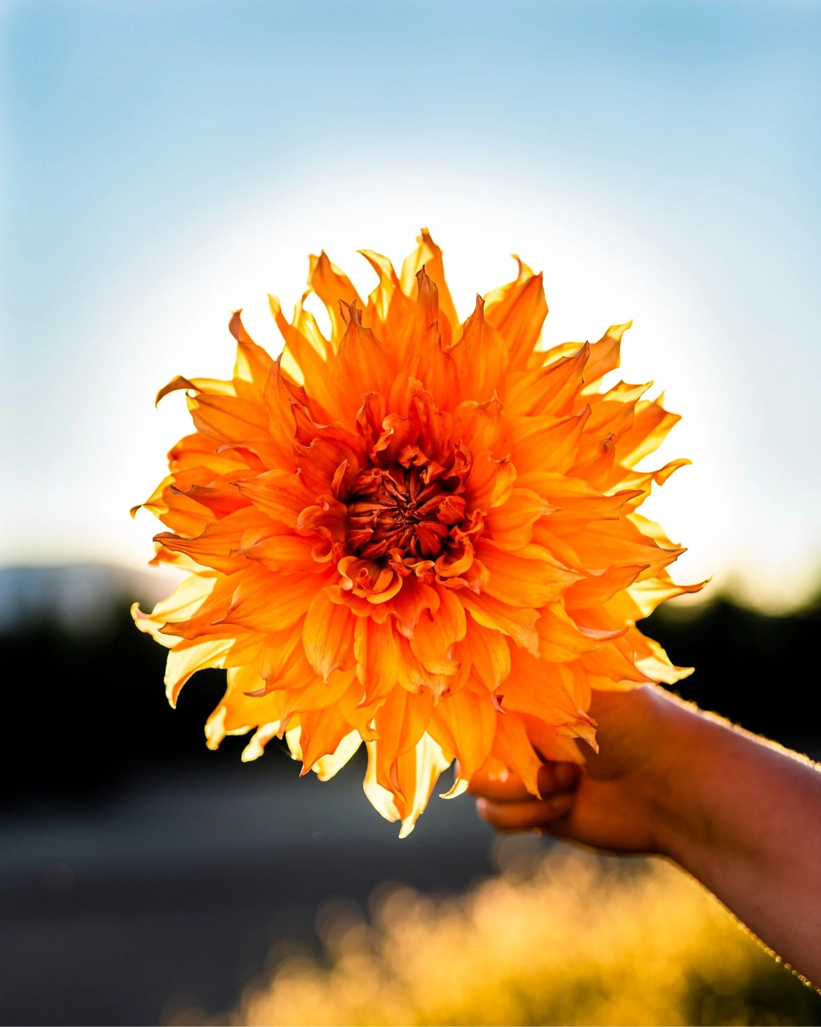 Being the conductor of your cut flower field: aka Pulling together Crop ...