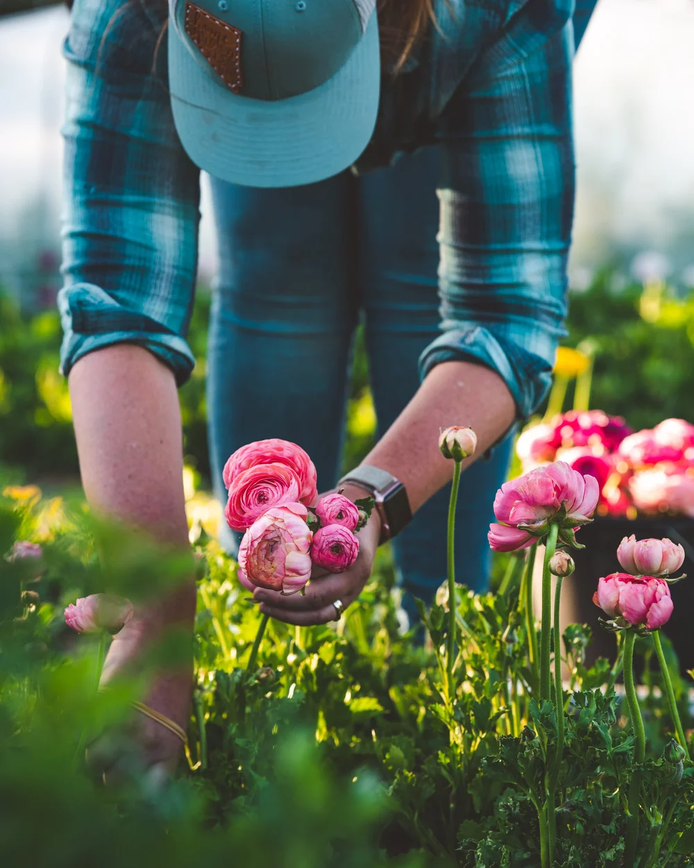 Ranunculus — Sierra Flower Farm