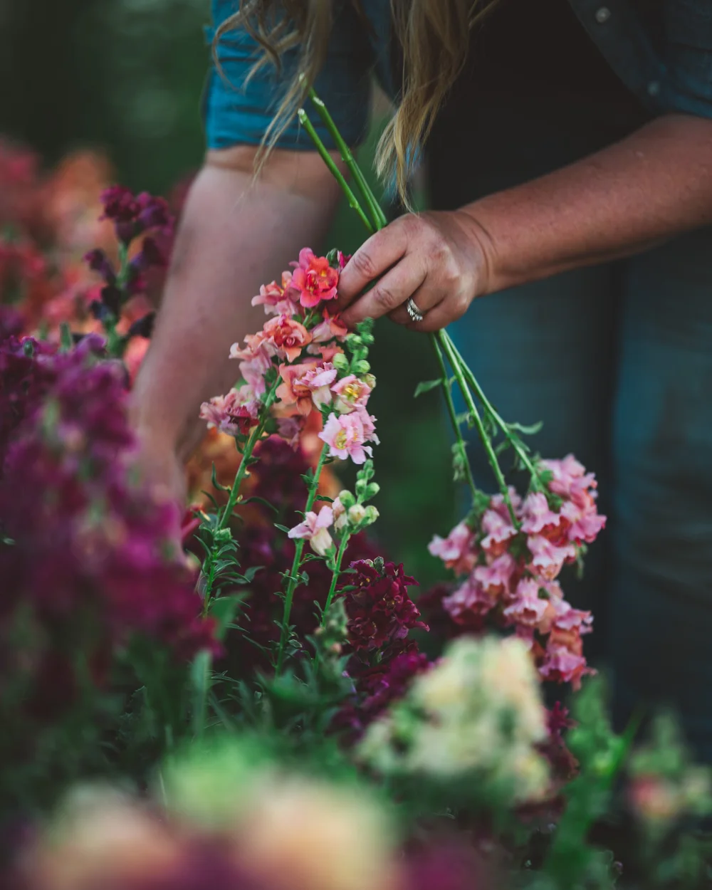Maximizing Production For a Small-Scale Flower Farm — Sierra Flower Farm