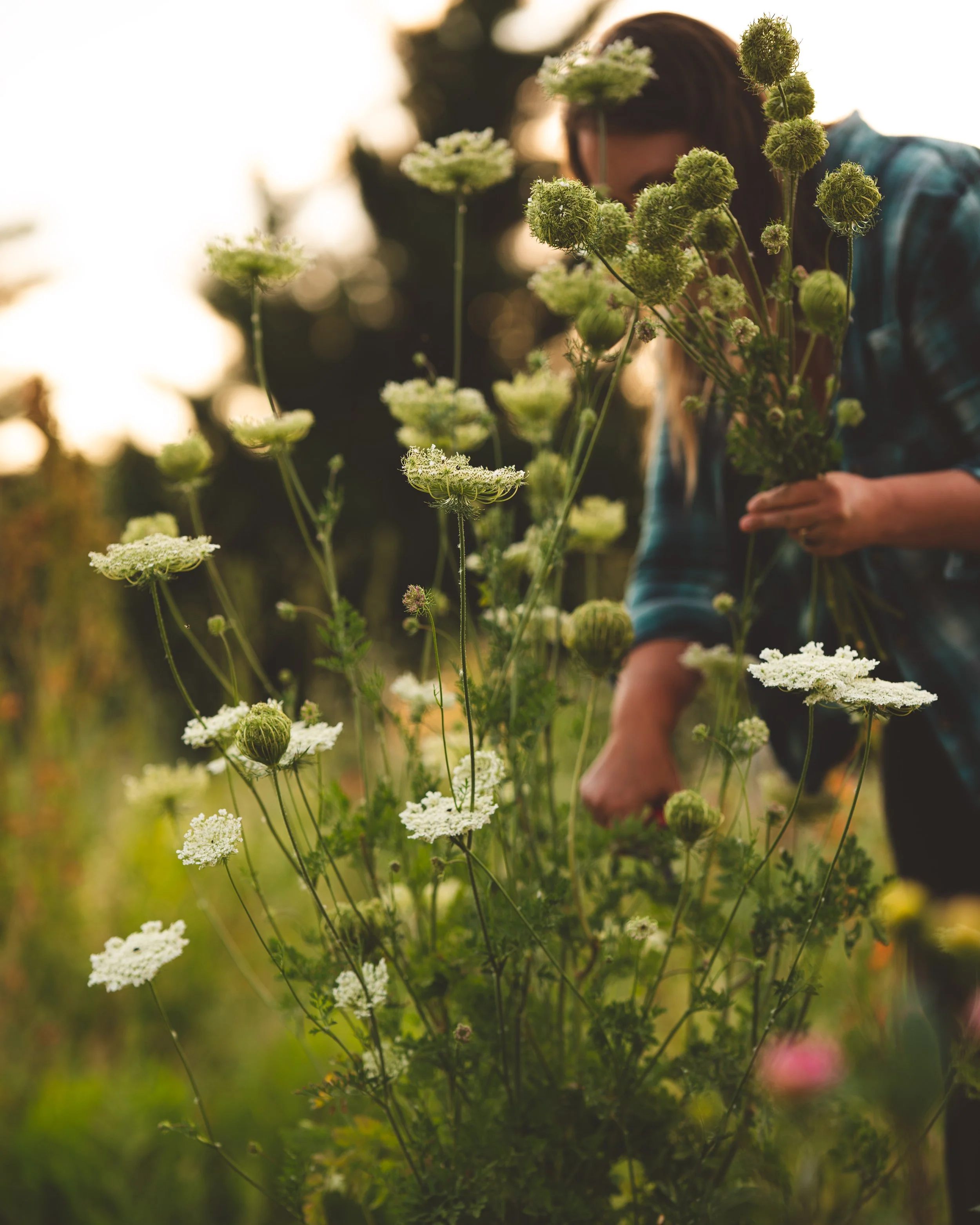 Being the conductor of your cut flower field: aka Pulling together Crop ...
