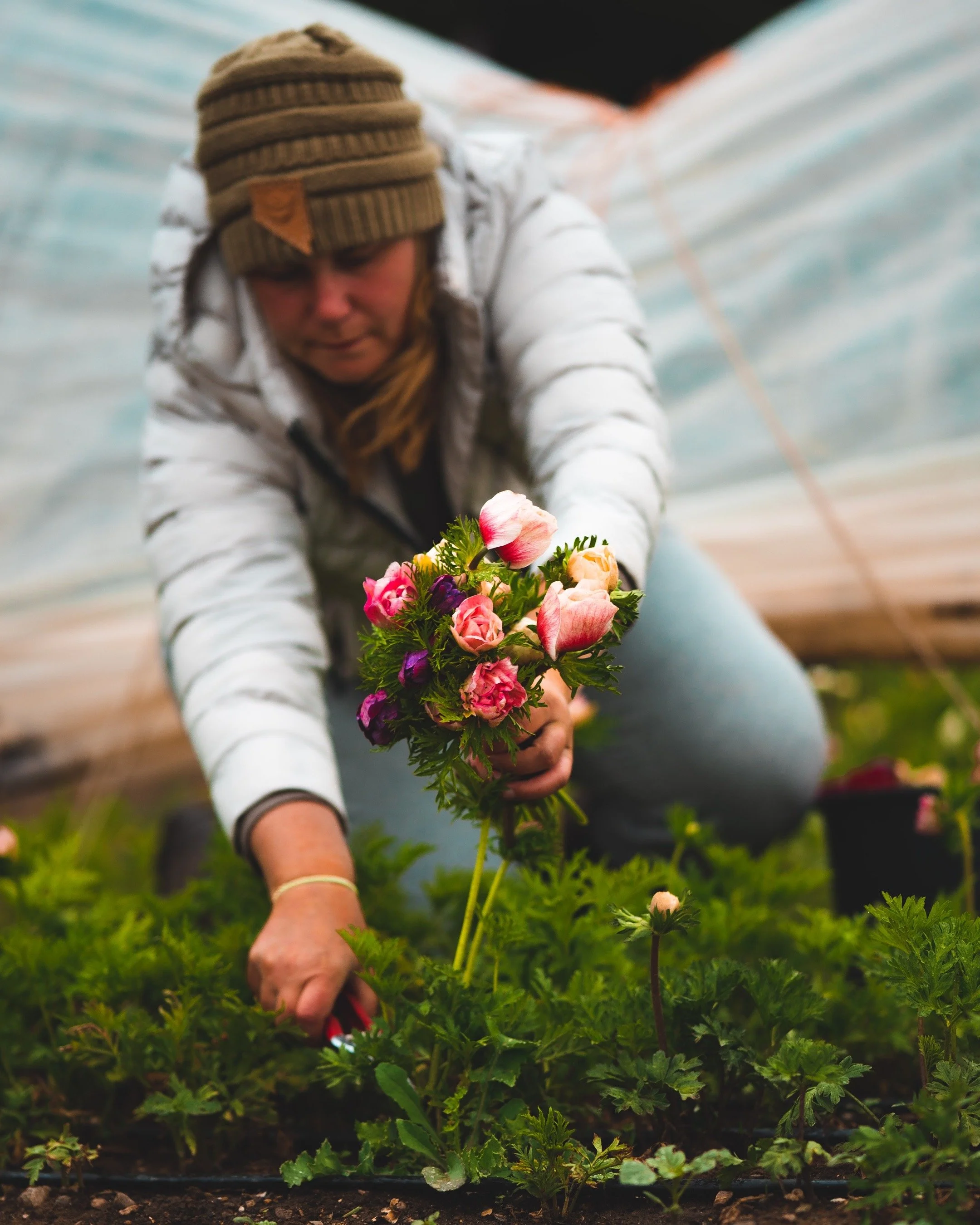Anemones — Sierra Flower Farm