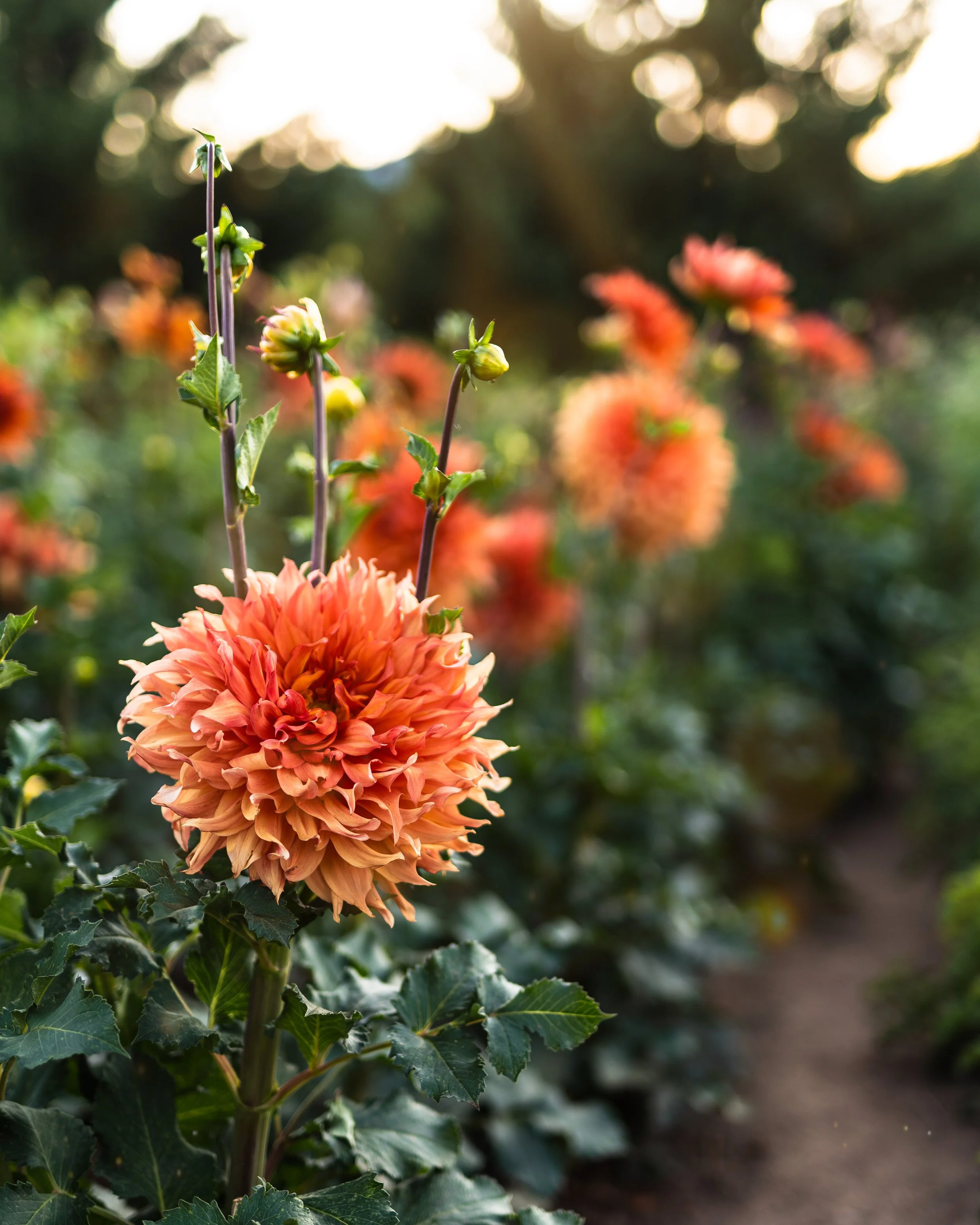 Dahlias — Sierra Flower Farm