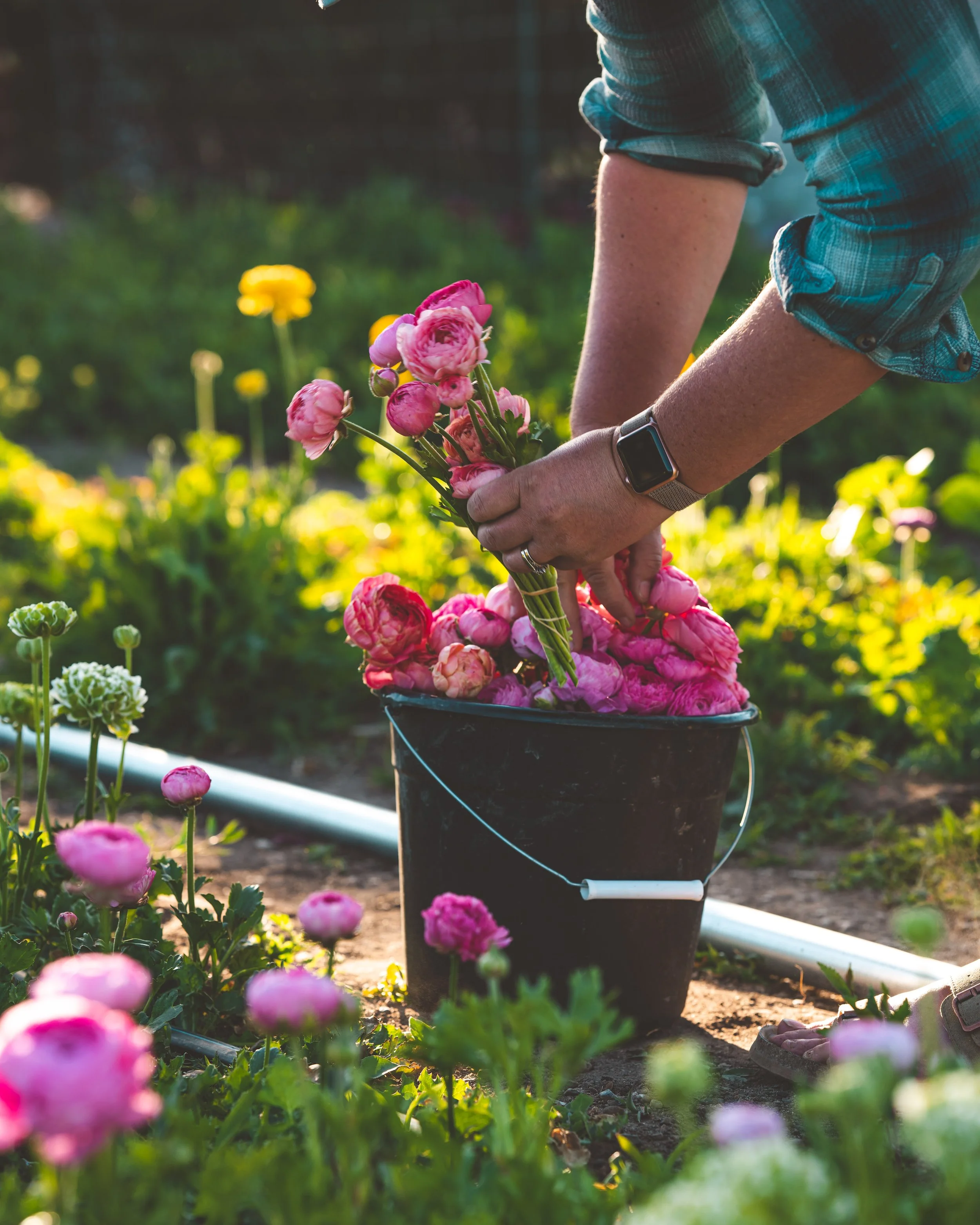 Ranunculus — Sierra Flower Farm