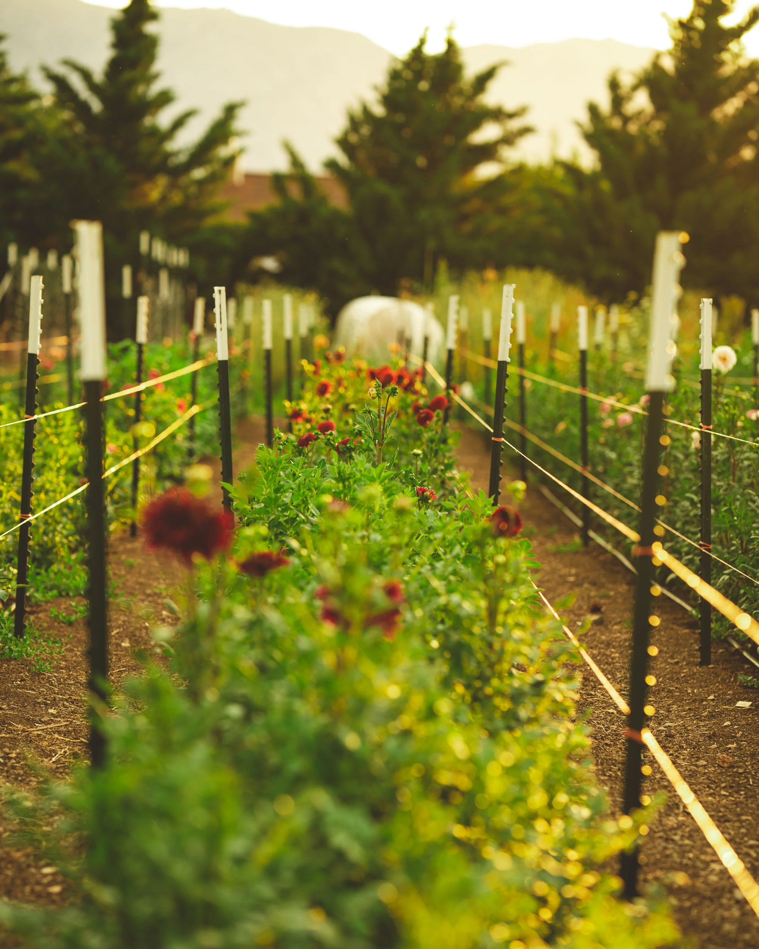 Maximizing Production For a Small-Scale Flower Farm — Sierra Flower Farm