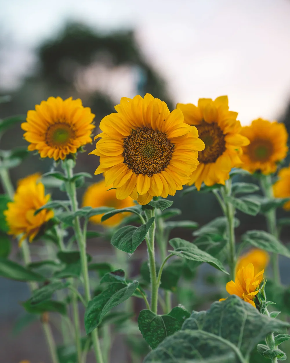 Flower Farming as a Side Hustle — Sierra Flower Farm