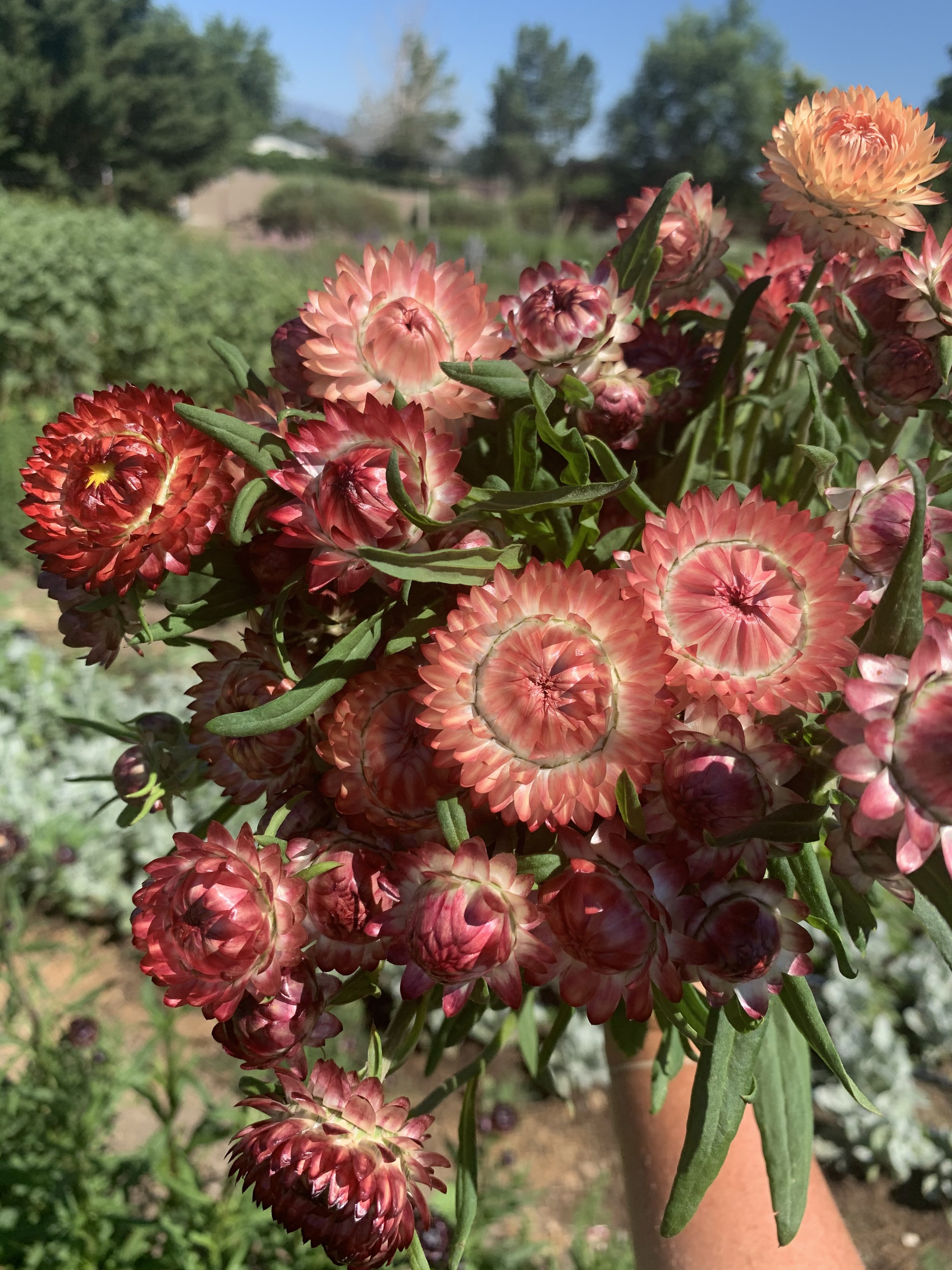 Top 5 reliable varieties to grow for the flower farmer — Sierra Flower Farm